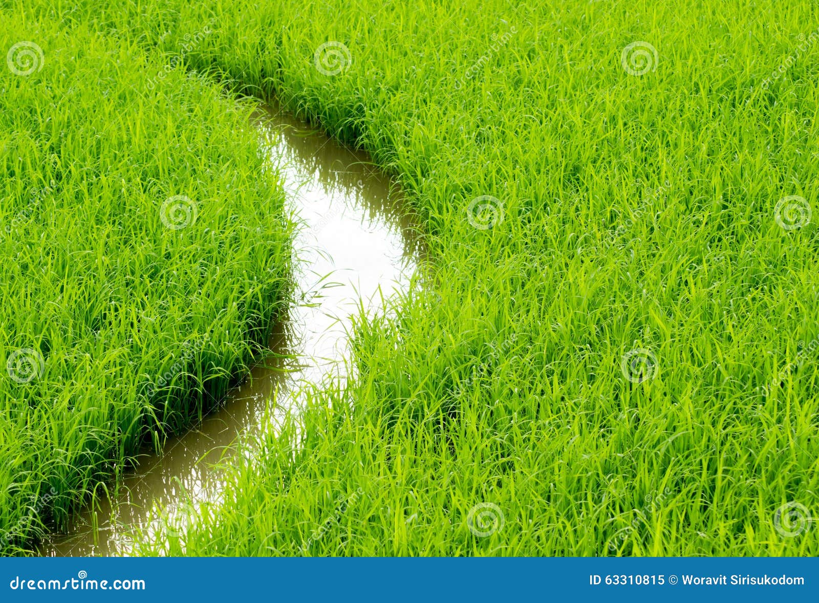 Walkway in ricefield stock image. Image of lush, nature - 63310815