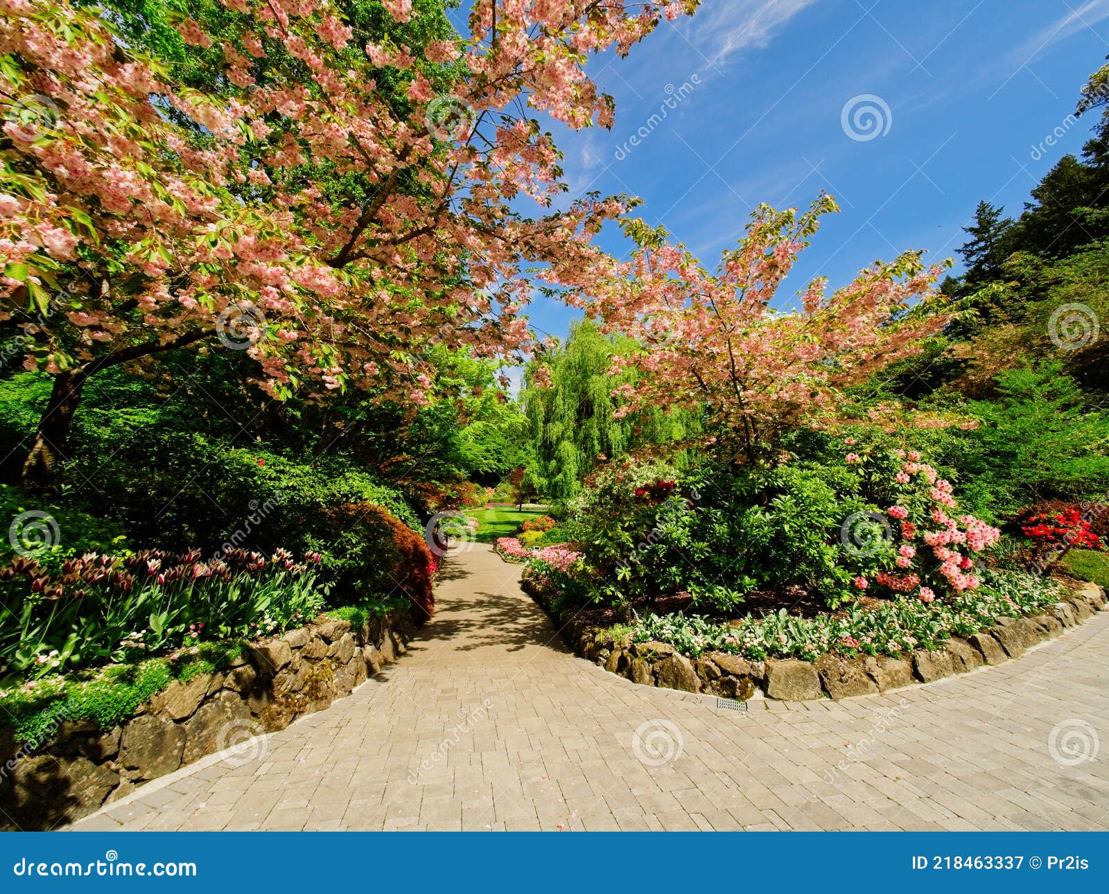 Walkway Under Blooming Cherry Trees Stock Image - Image of walkway ...