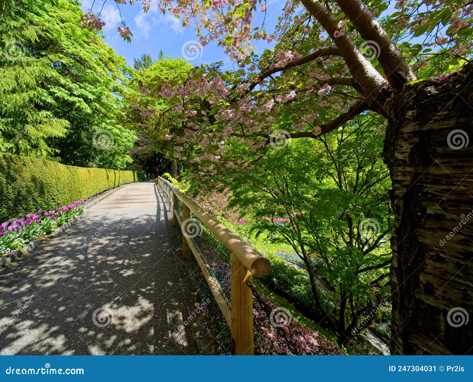Walkway Under Blooming Cherry Trees Stock Image - Image of meadow ...