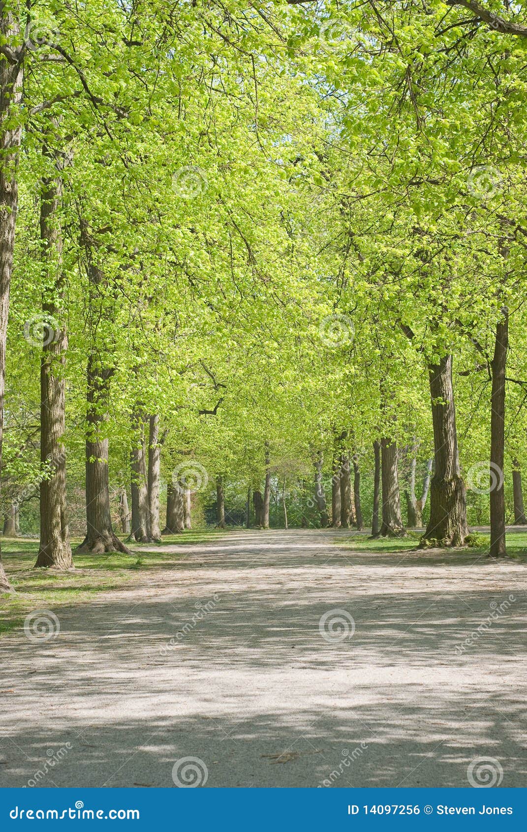 Walkway through Spring Scenery Stock Photo - Image of artistic, green ...
