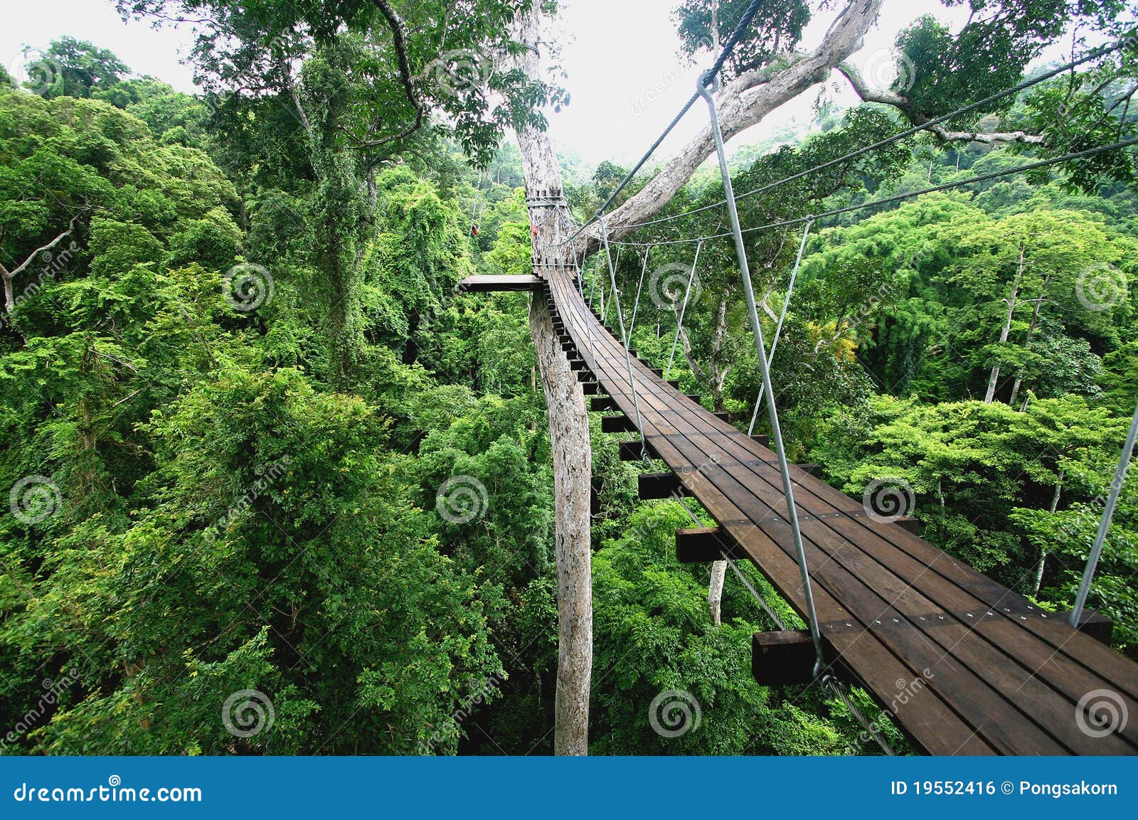 A Walkway in the Thai Jungle Stock Photo - Image of landscape, hiking ...