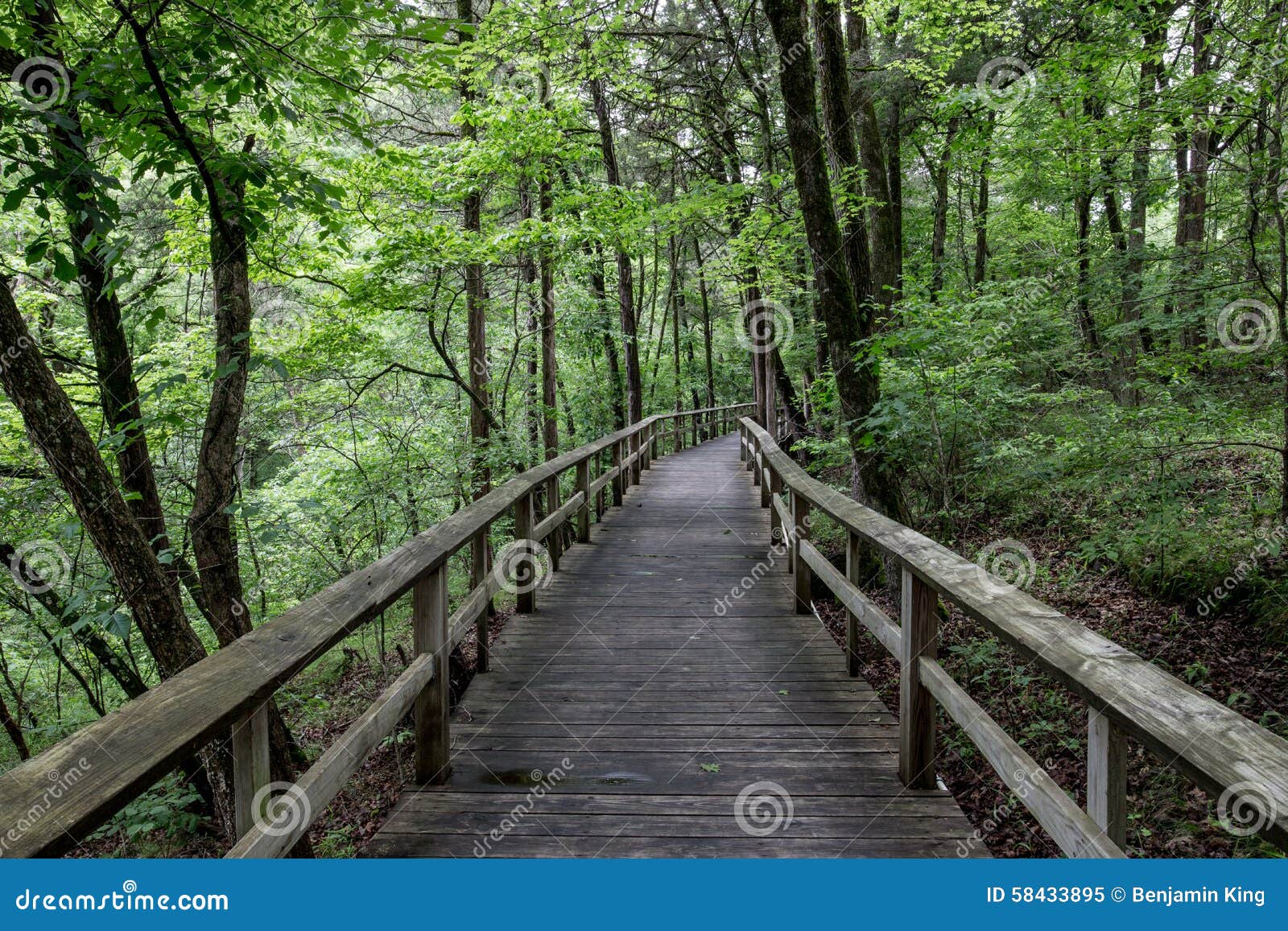 Walkway Throught the Forrest Stock Image - Image of nature, walk: 58433895