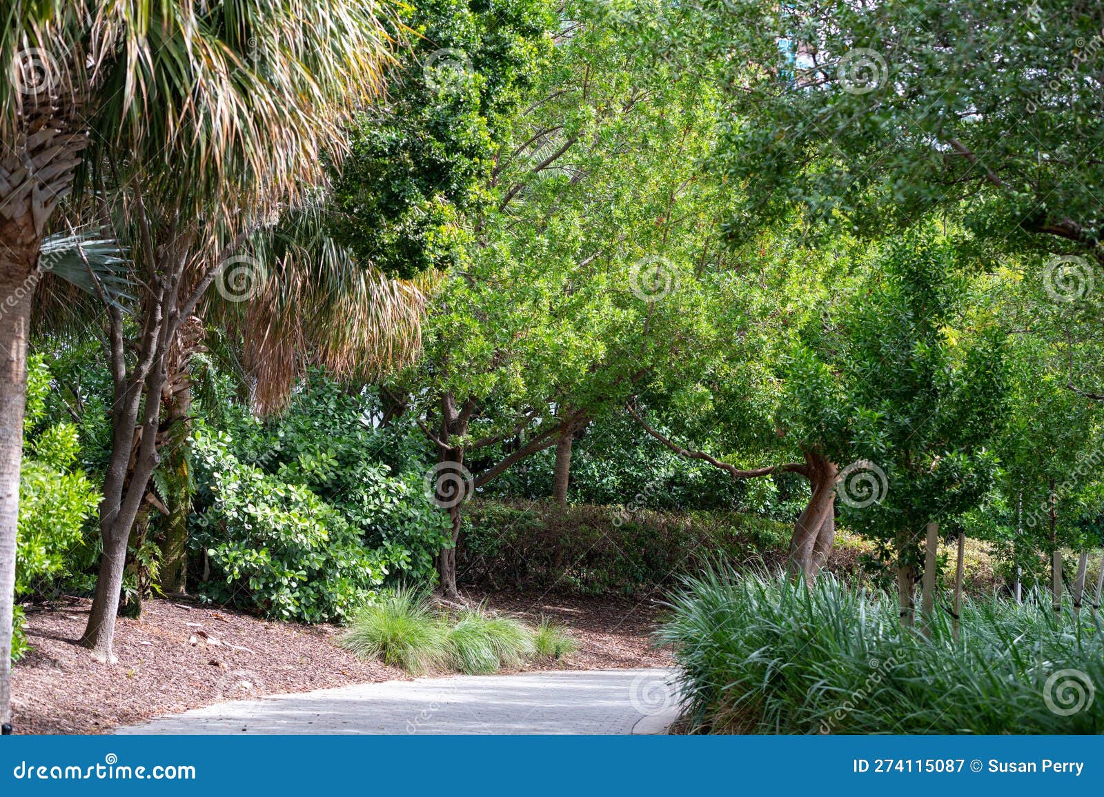 Walkway Thru Park, Greenery and Palm Trees Stock Image - Image of ...