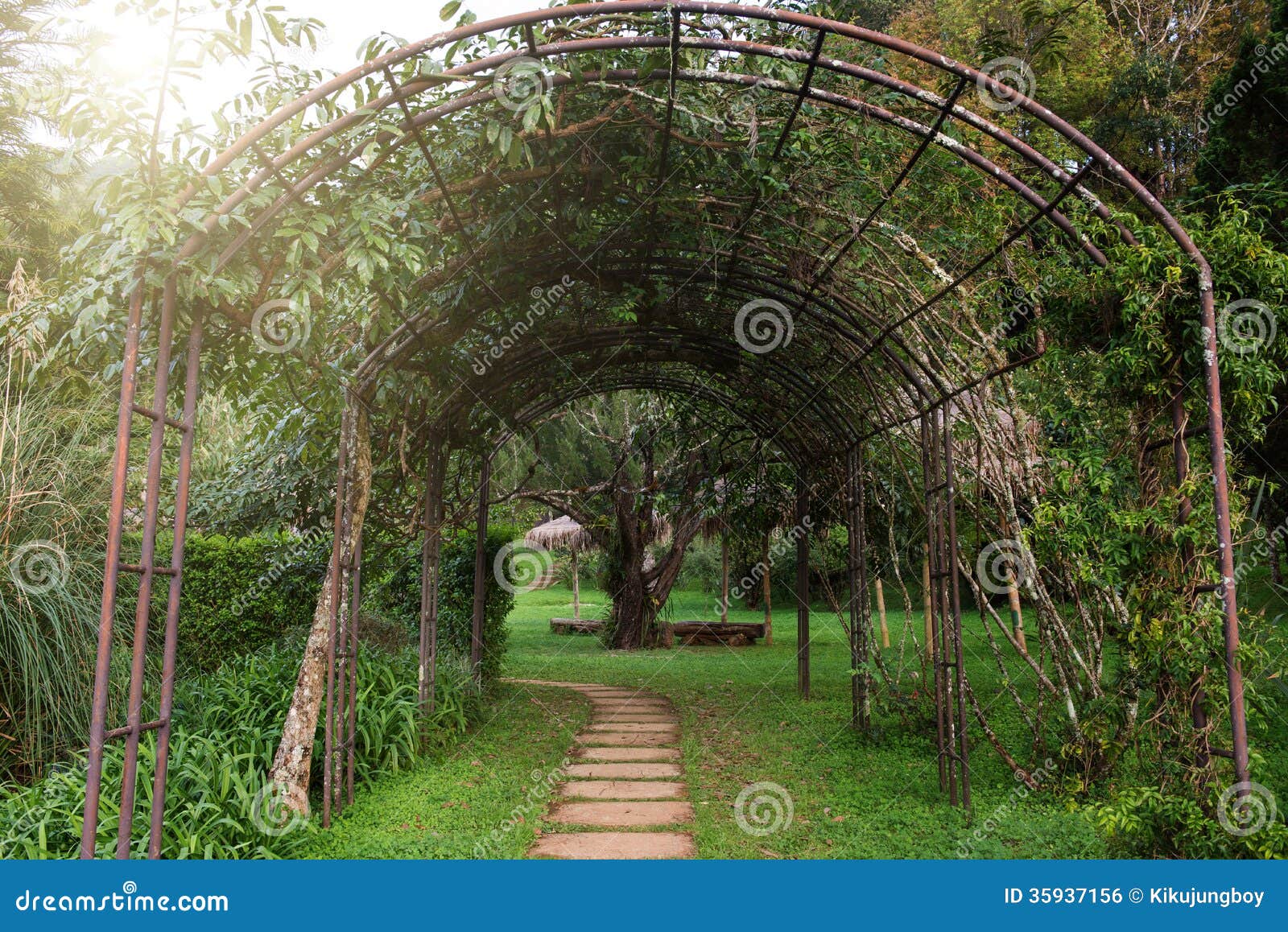 Walkway with tree arch stock photo. Image of background - 35937156