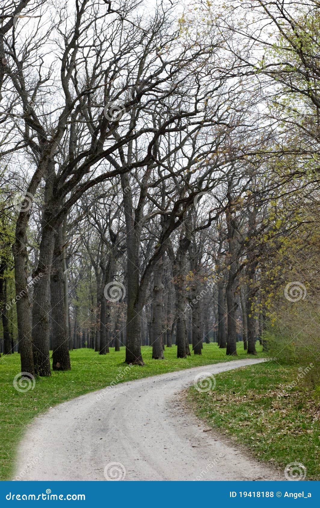 Walkway between trees stock photo. Image of ride, peaceful - 19418188