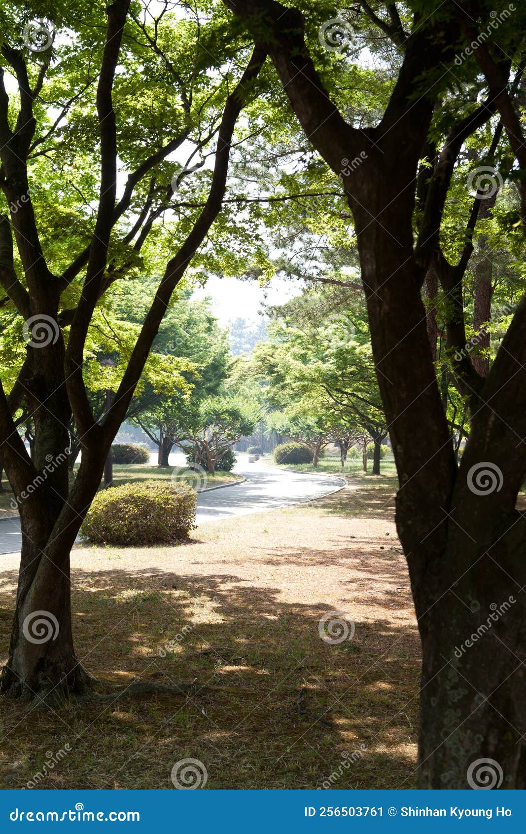 A Walkway through the Trees is Dazzling in the Sunlight Stock Image ...