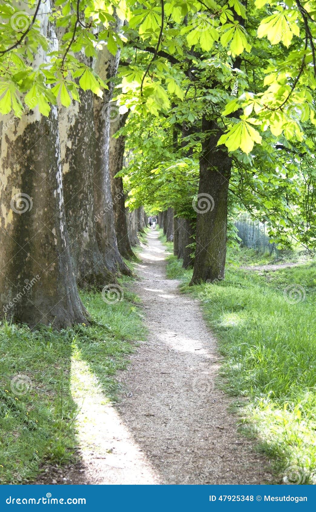 Walkway with trees stock photo. Image of golden, maple - 47925348