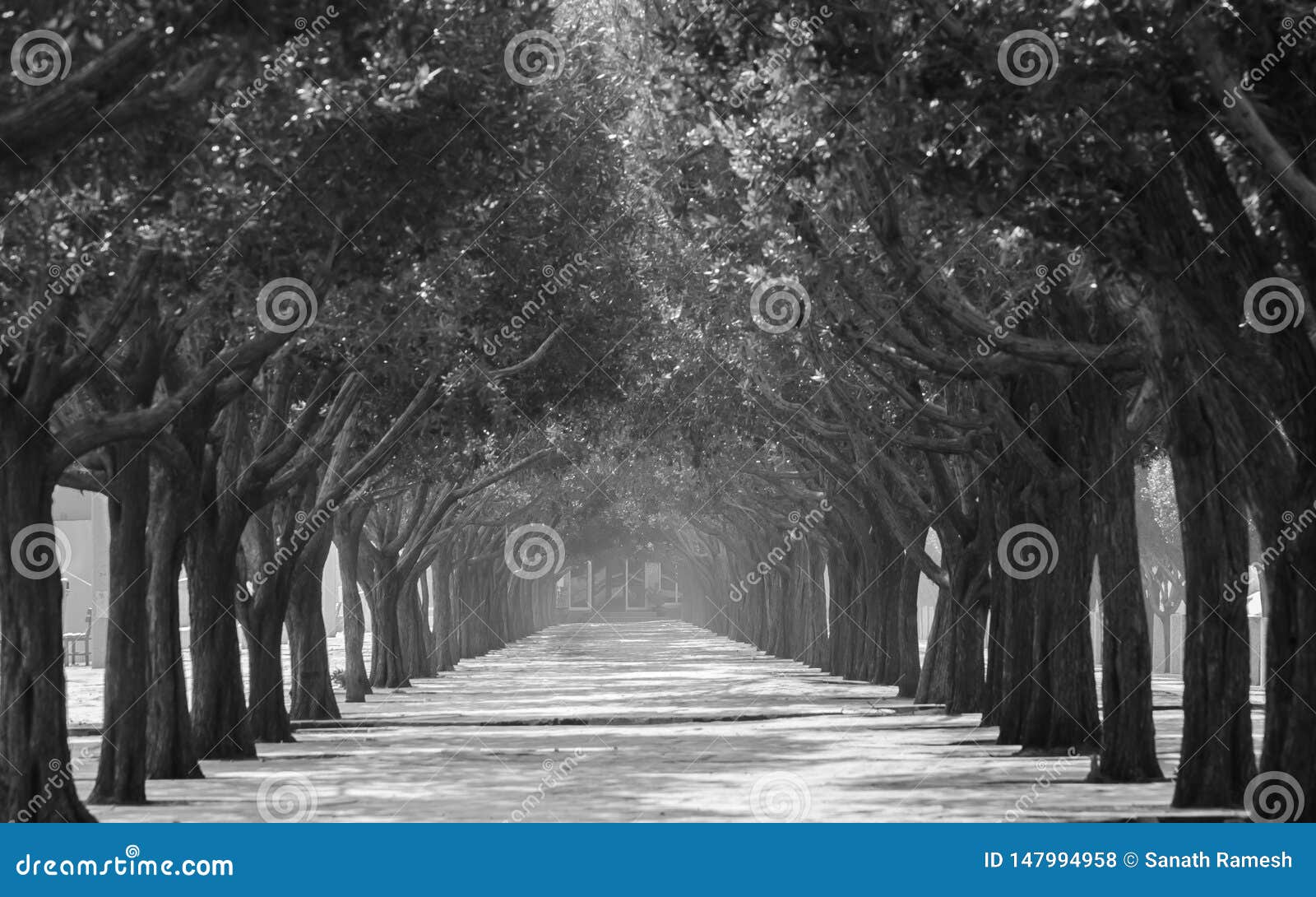 Walkway with Trees in Symmetry on Both Sides Stock Photo - Image of ...