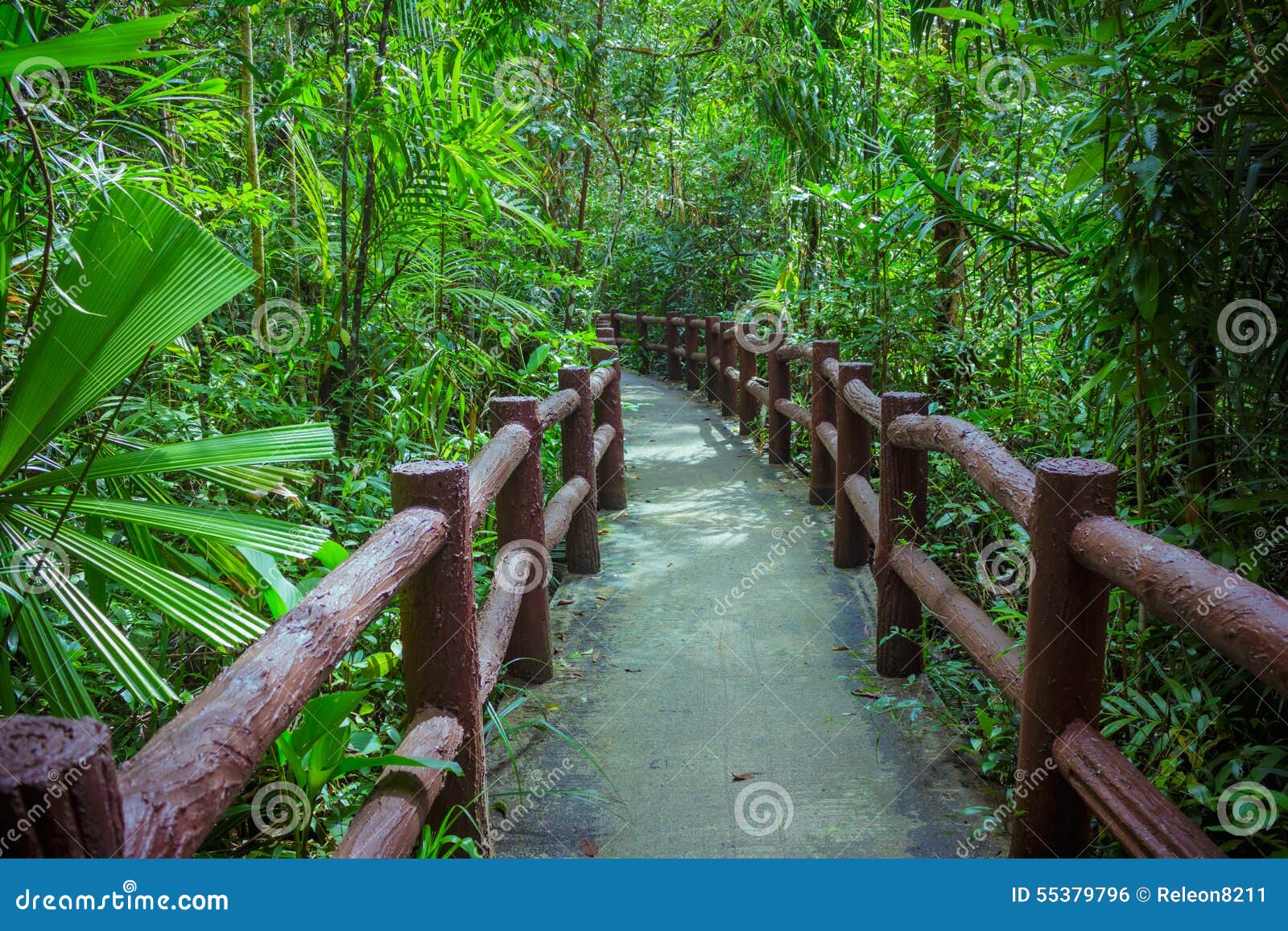 Walkway through the Treetops in a Rainforest Stock Photo - Image of ...