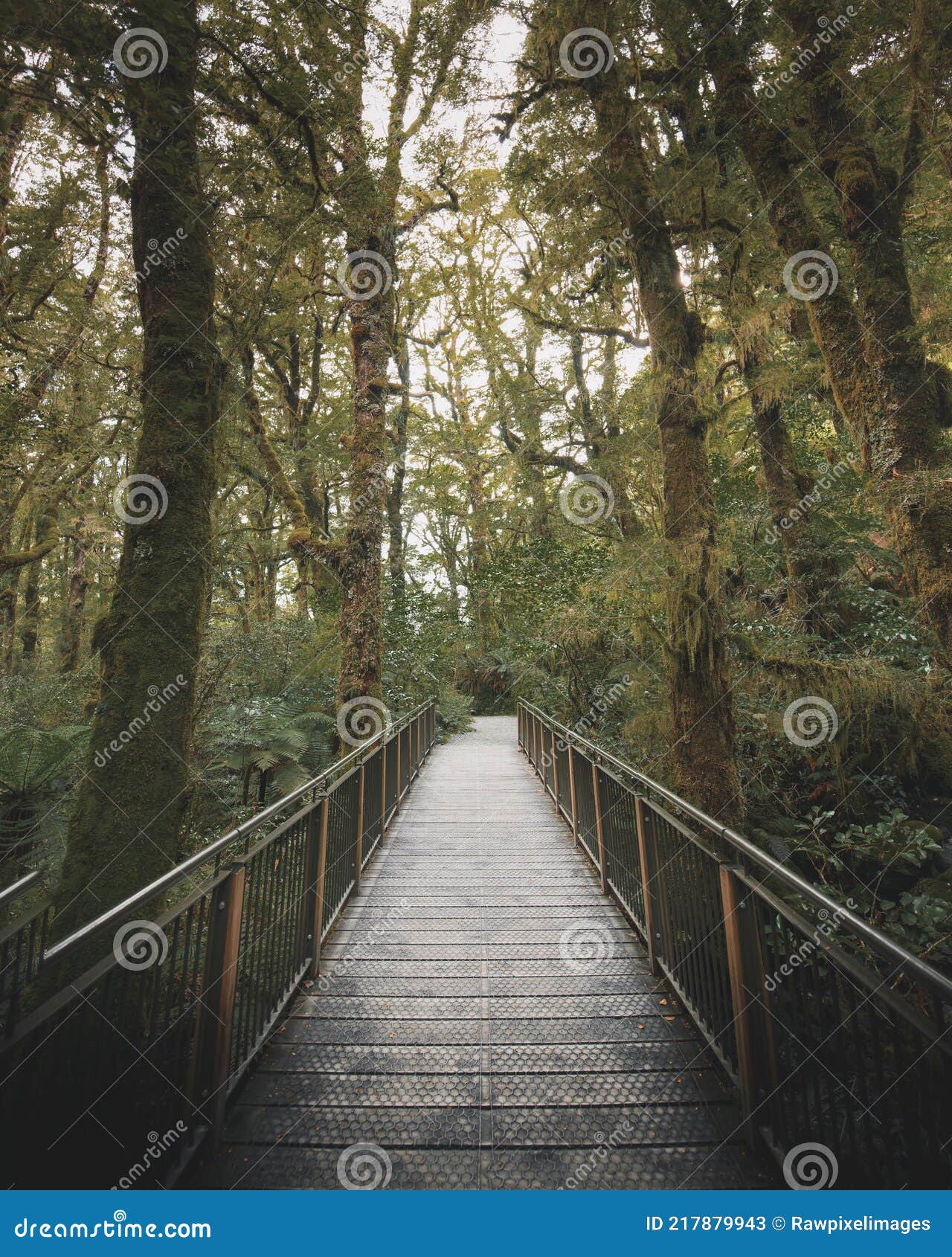 Walkway in a Tropical Jungle Stock Image - Image of jungle, leaf: 217879943