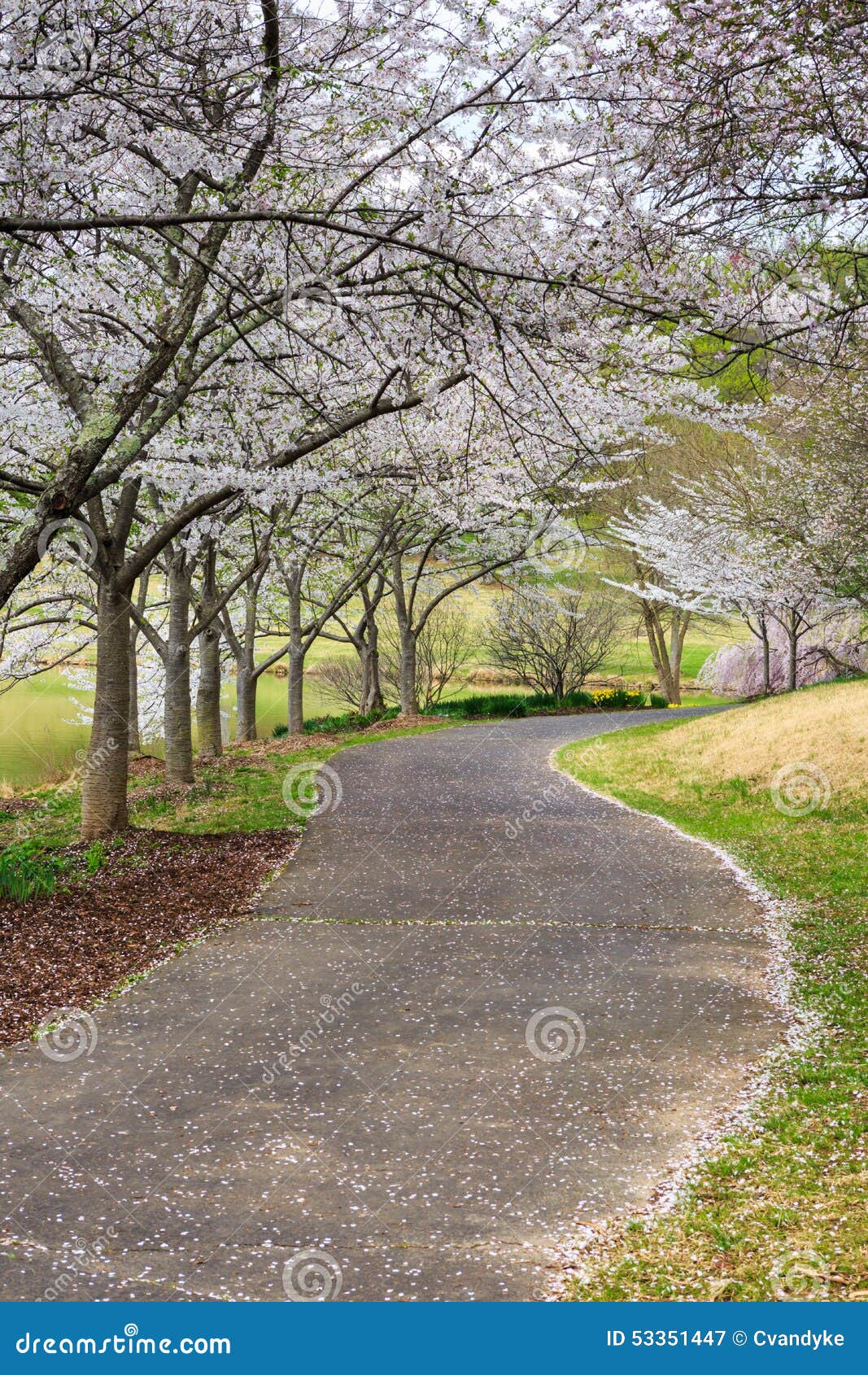 Walkway Under Blossoming Cherry Trees Stock Image - Image of virginia ...