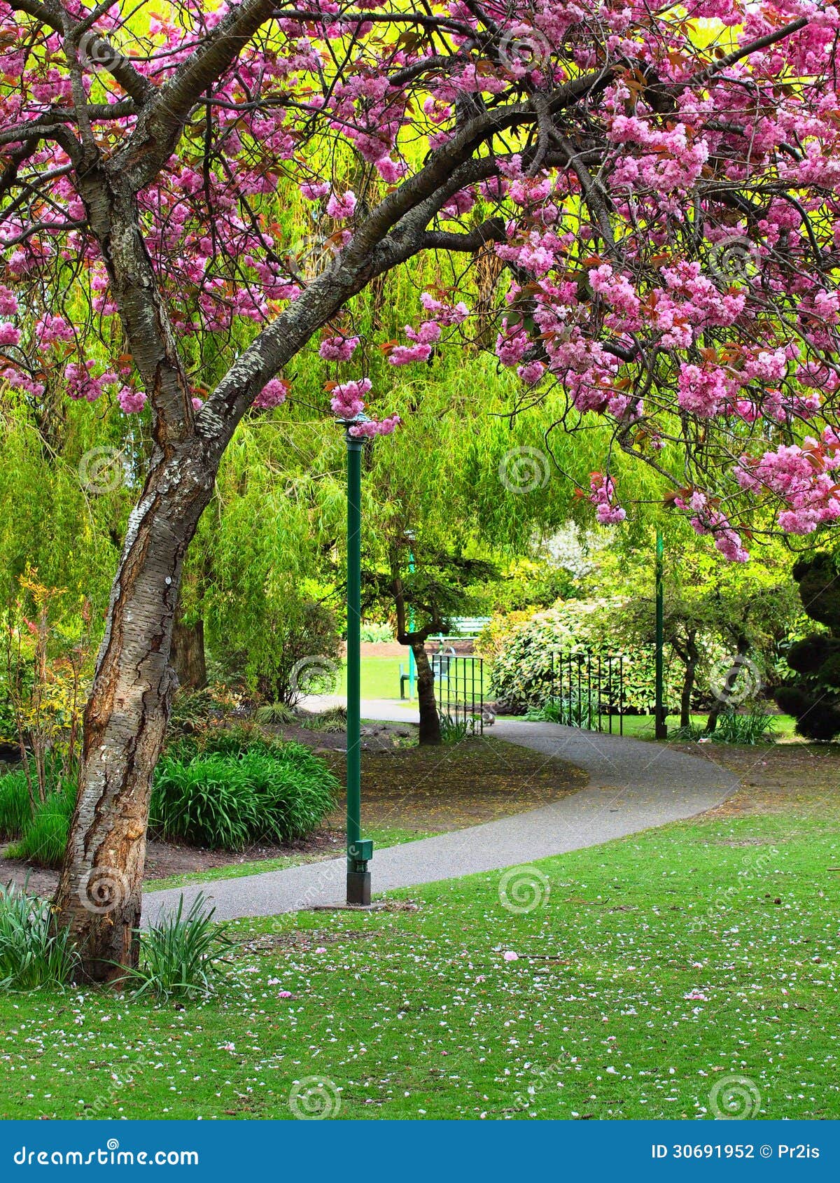 Walkway under cherry tree stock photo. Image of tranquil - 30691952