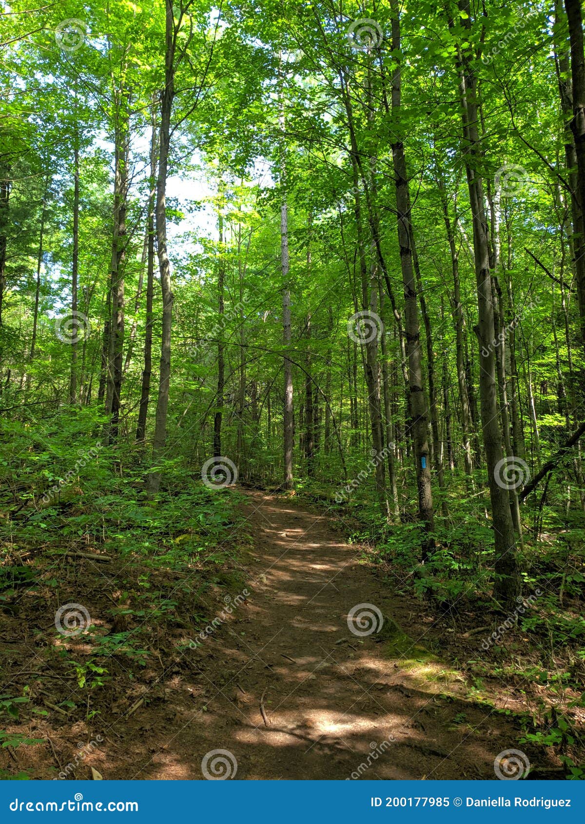 Walkway in Urban Forest Under Tree Canopy Stock Image - Image of ...