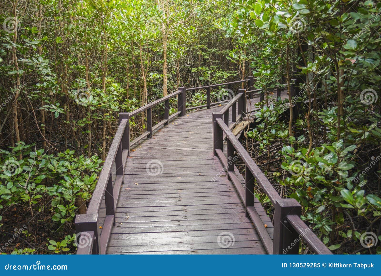 The Walkway at the Wood Bridge in the Forest Stock Image - Image of ...