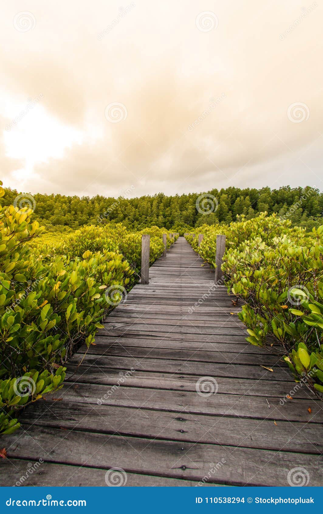 Walkway Wood Texture a Natural the Road is Green. Stock Photo - Image ...