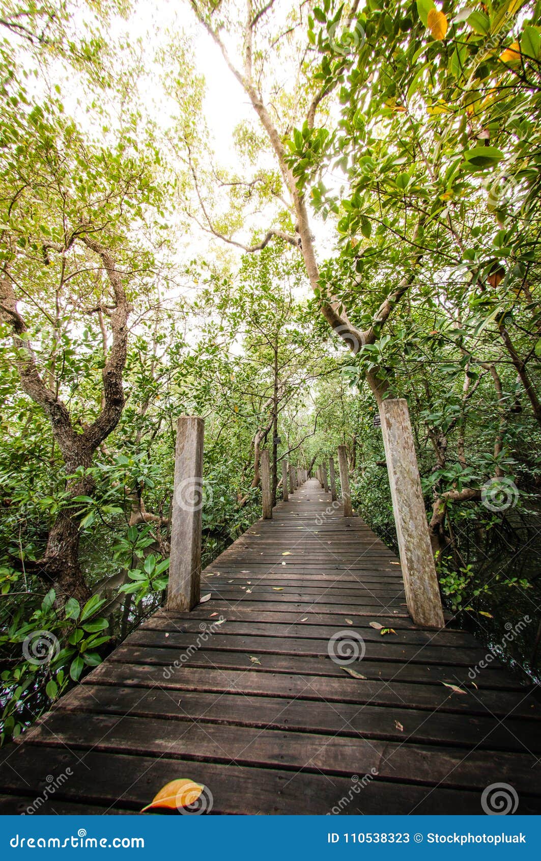 Walkway Wood Texture a Natural the Road is Green. Stock Image - Image ...