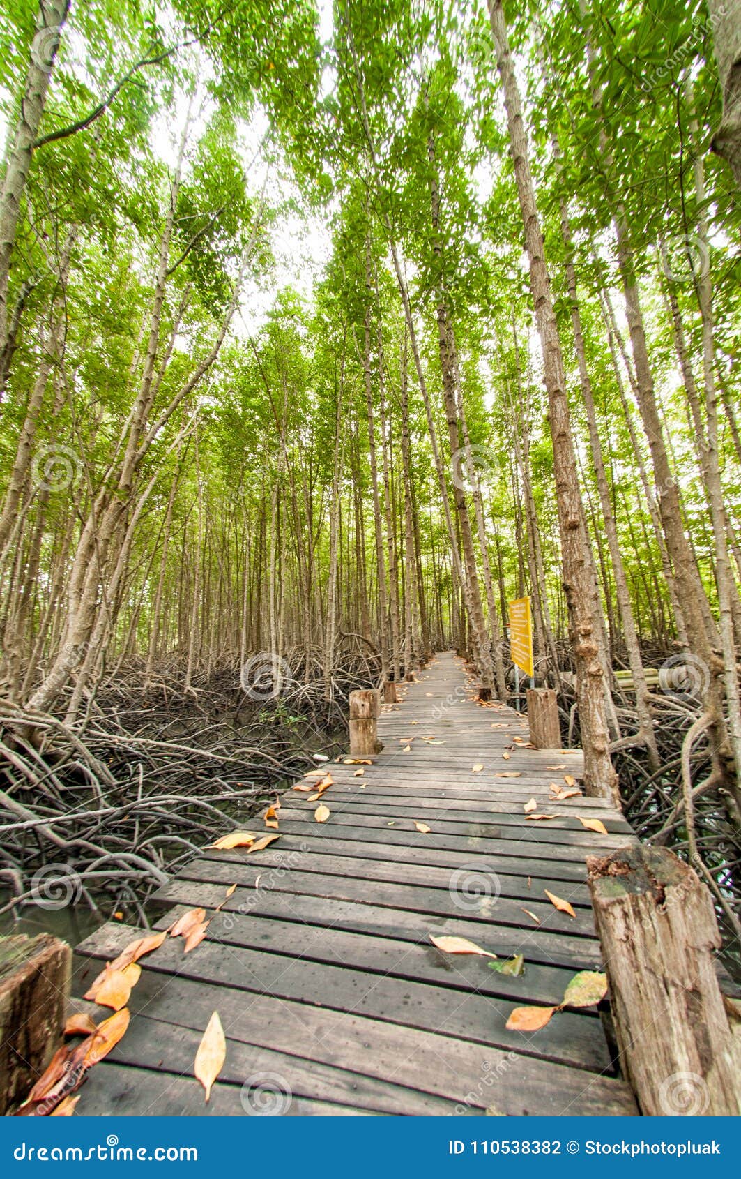 Walkway Wood Texture a Natural the Road is Green. Stock Photo - Image ...