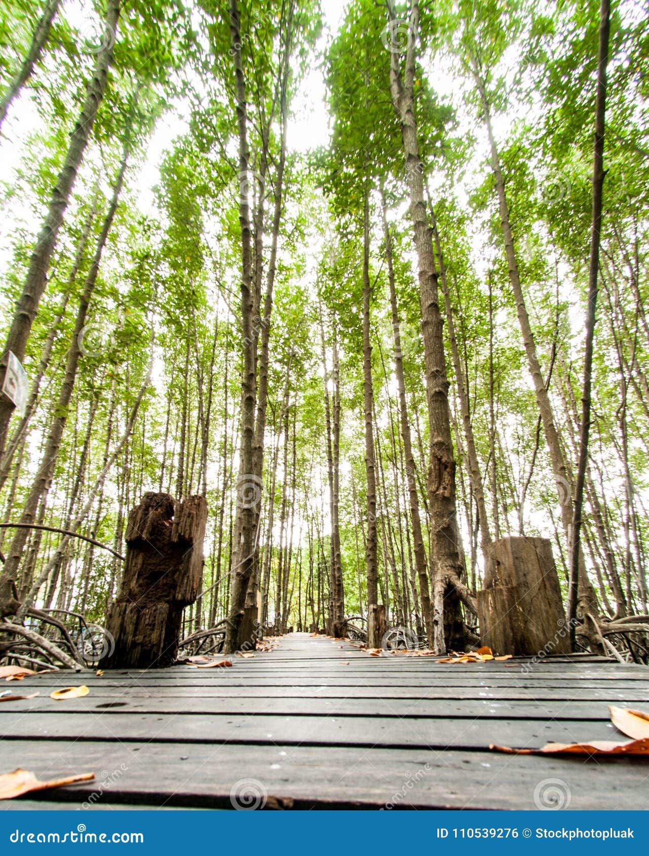 Walkway Wood Texture a Natural the Road is Green. Stock Photo - Image ...