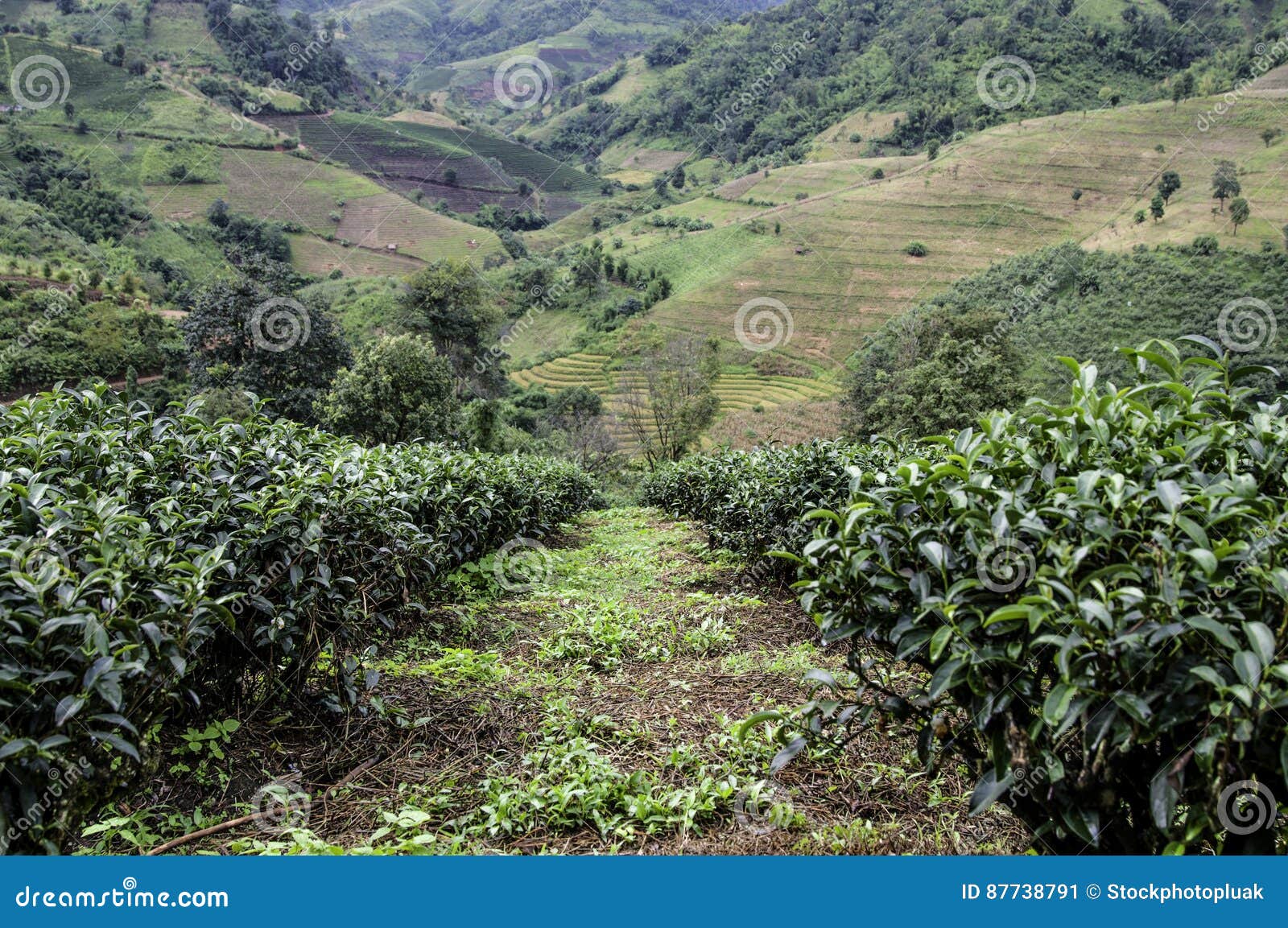 Walkway Wood Texture a Natural Stock Image - Image of plants, park ...