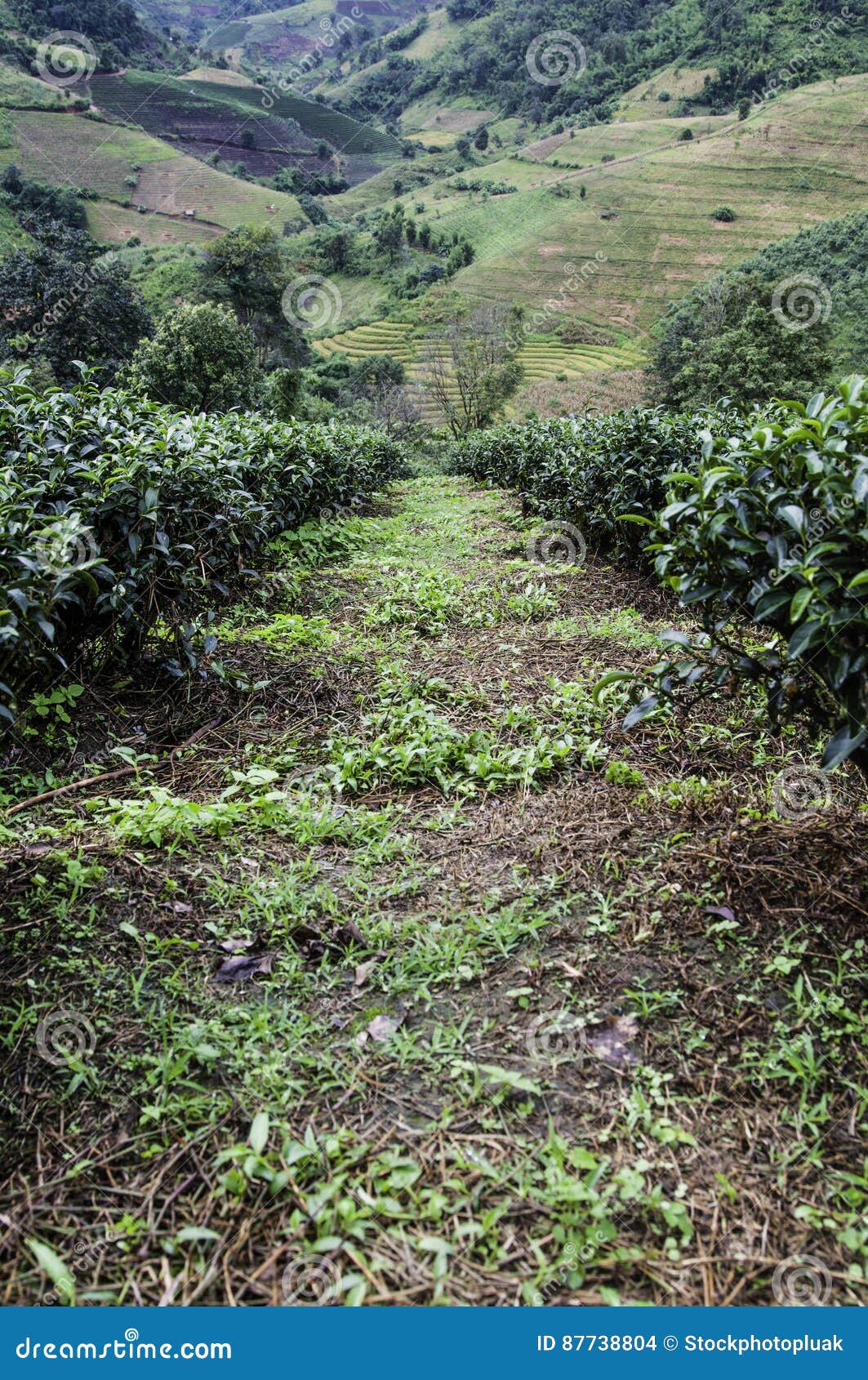 Walkway Wood Texture a Natural Stock Photo - Image of bridge, foliage ...