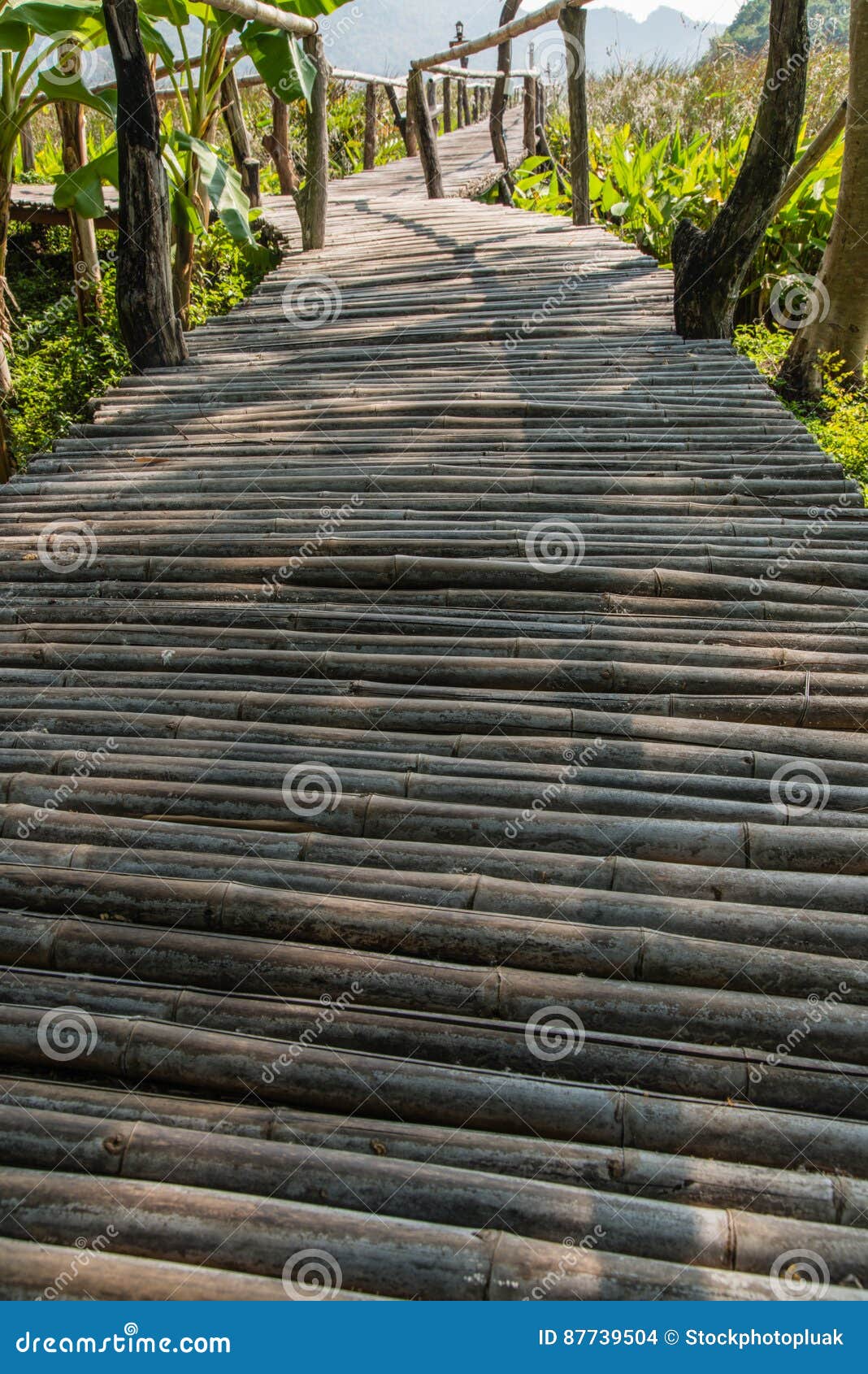 Walkway Wood Texture a Natural Stock Photo - Image of forest, national ...