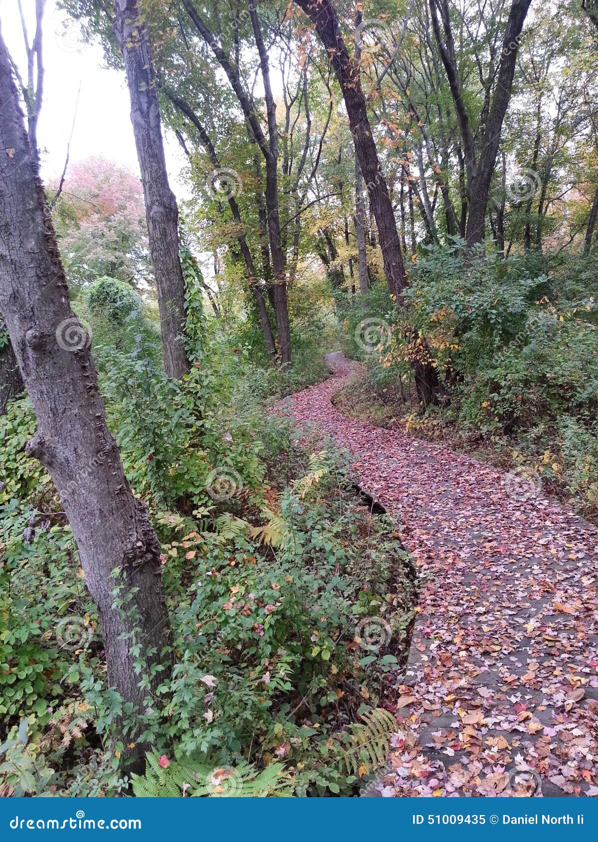 Walkway into the woods stock image. Image of outdoors - 51009435