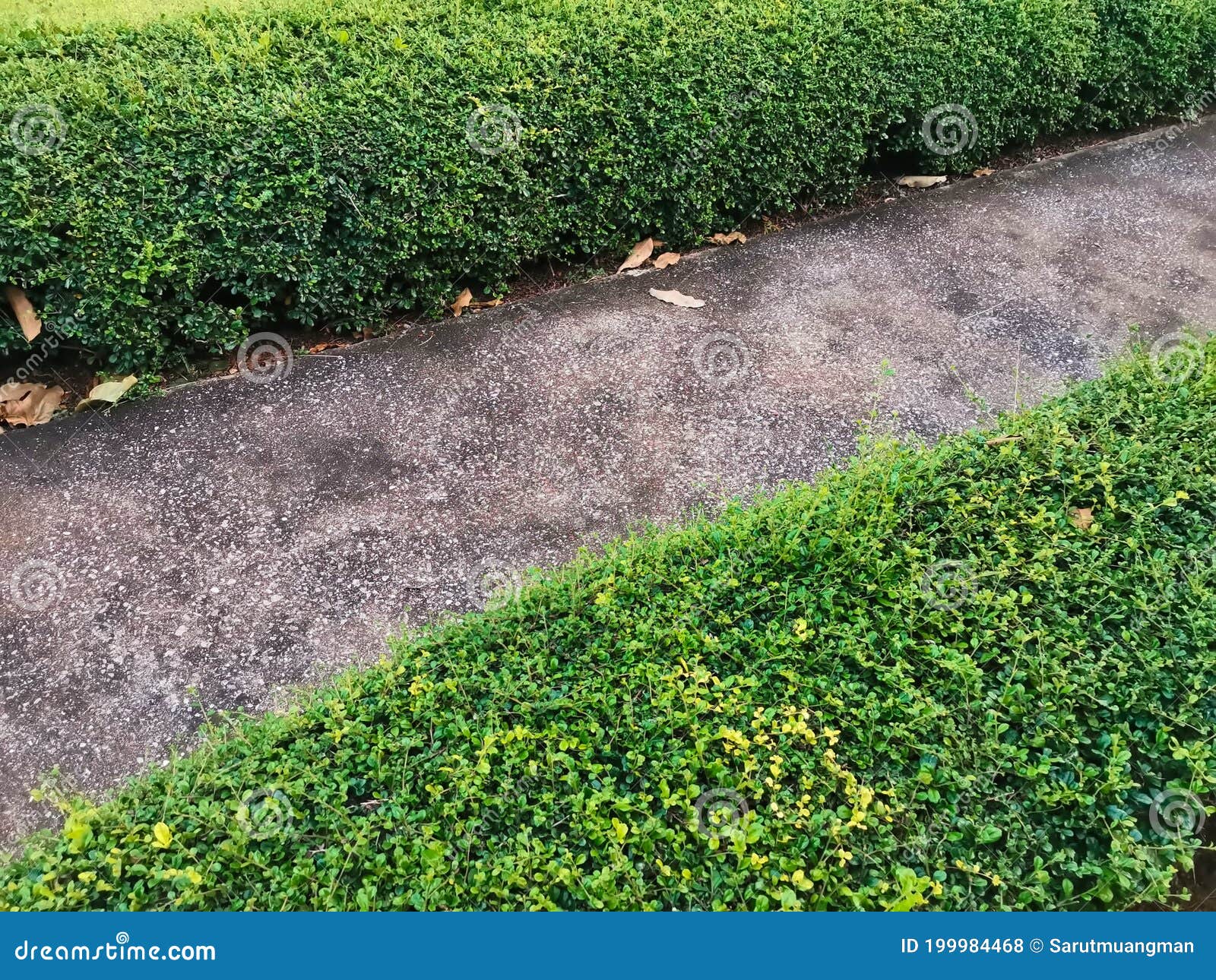 Walkways of Parks. Garden Path of Paving Slabs in the Garden Floor ...