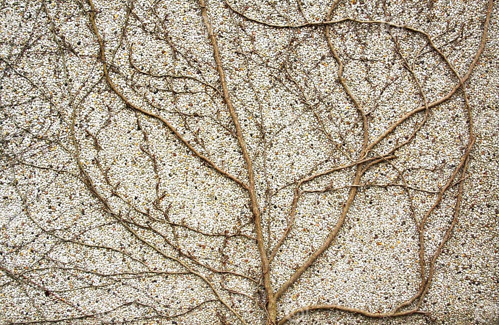 Wall stock image. Image of ruined, branch, pattern, tree - 4016519
