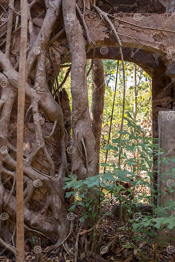 The Wall of an Ancient Fortress with an Arch and Sprouting Trees Stock ...