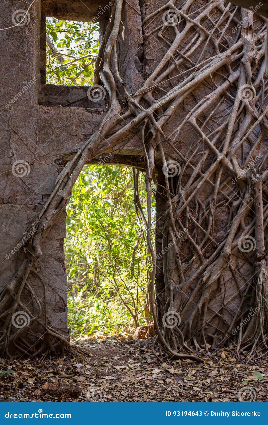 The Wall of an Ancient Fortress with Trees Sprouting through it Stock ...