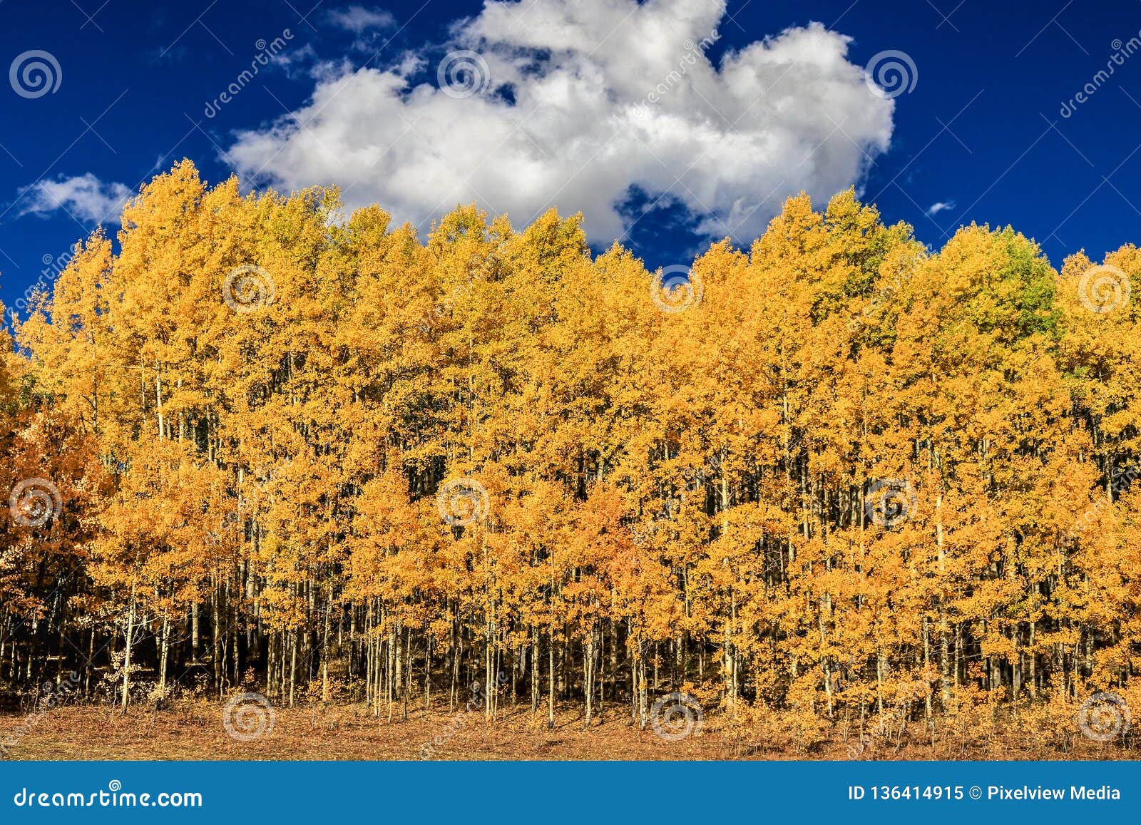 Forest of Young Aspen Trees in Autumn Stock Image - Image of clouds ...
