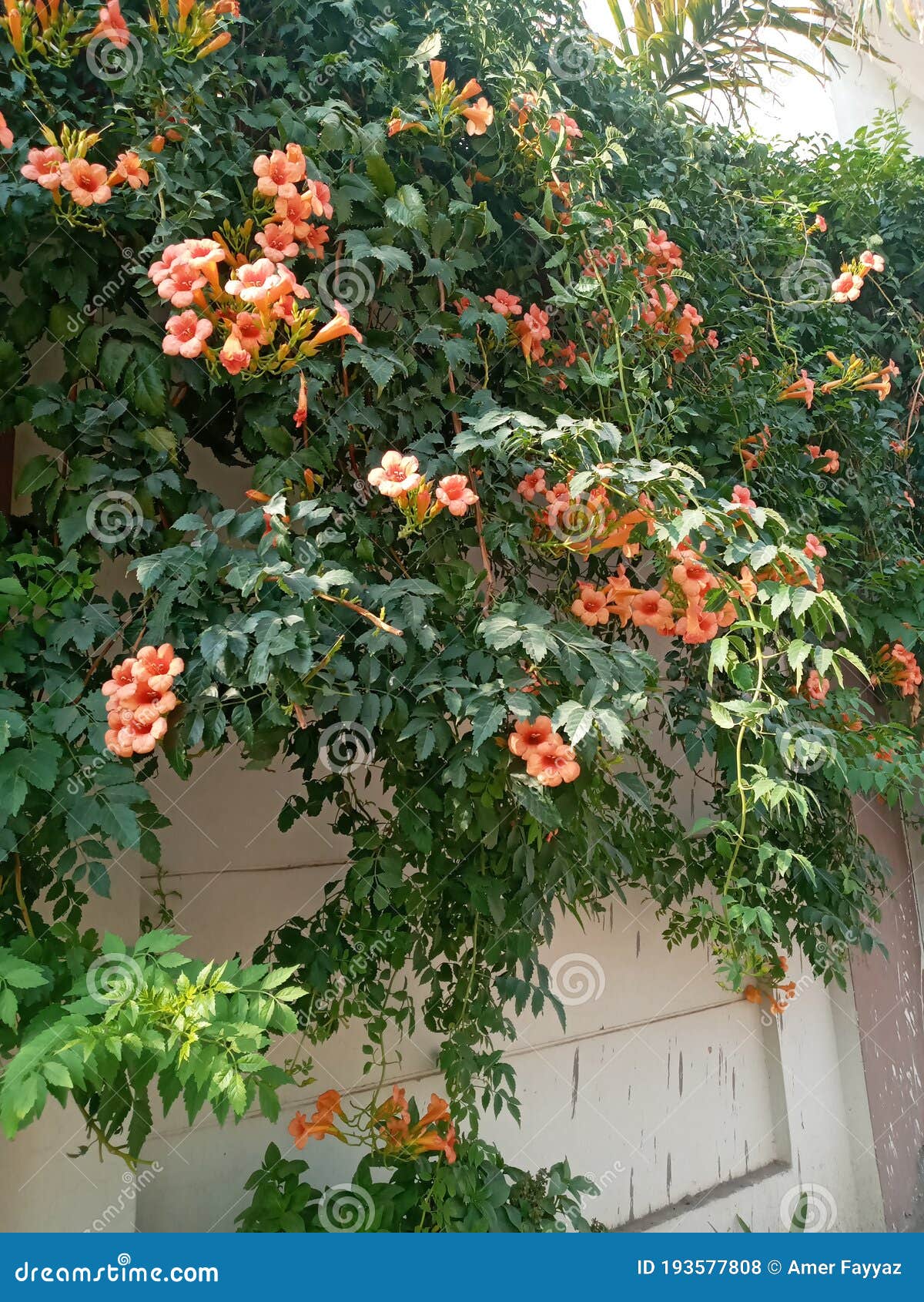 Wall Bale with Flowers Beautiful Stock Photo - Image of houseplant ...