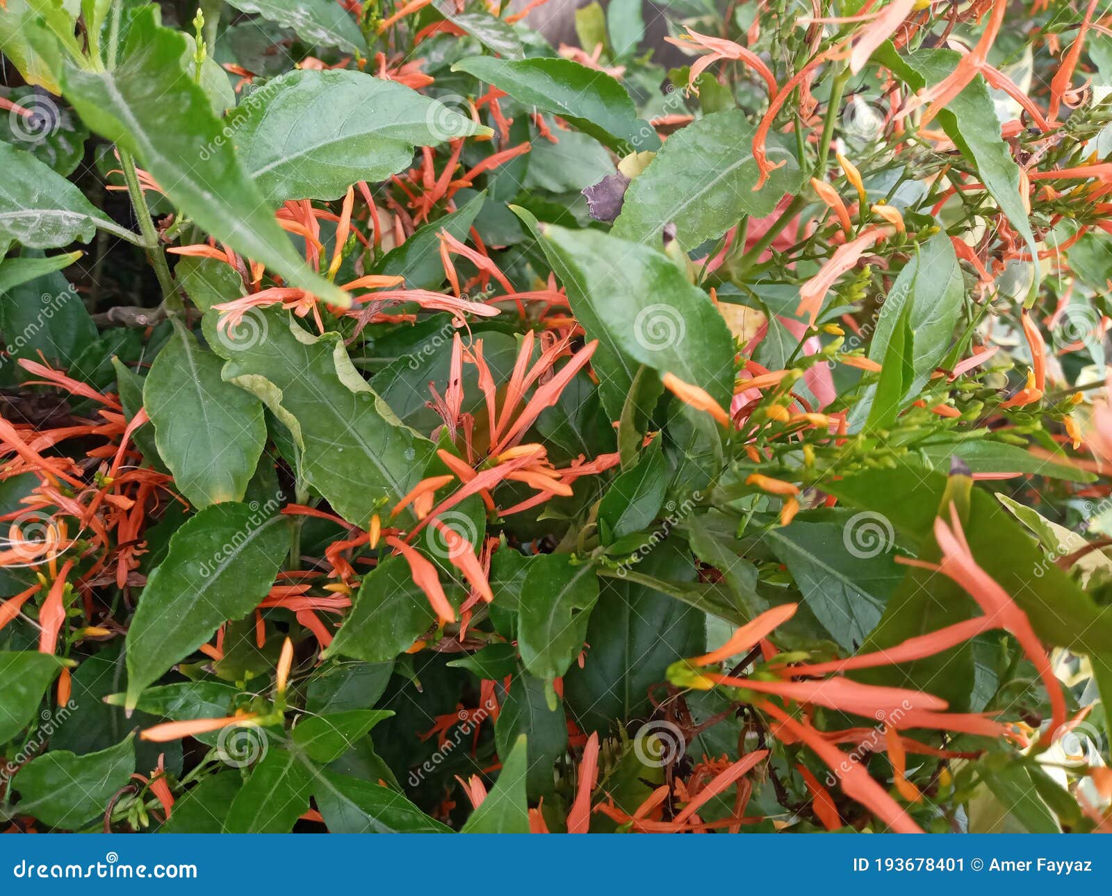 Wall Bale Plant with Flowers Beautiful Stock Image - Image of deciduous ...