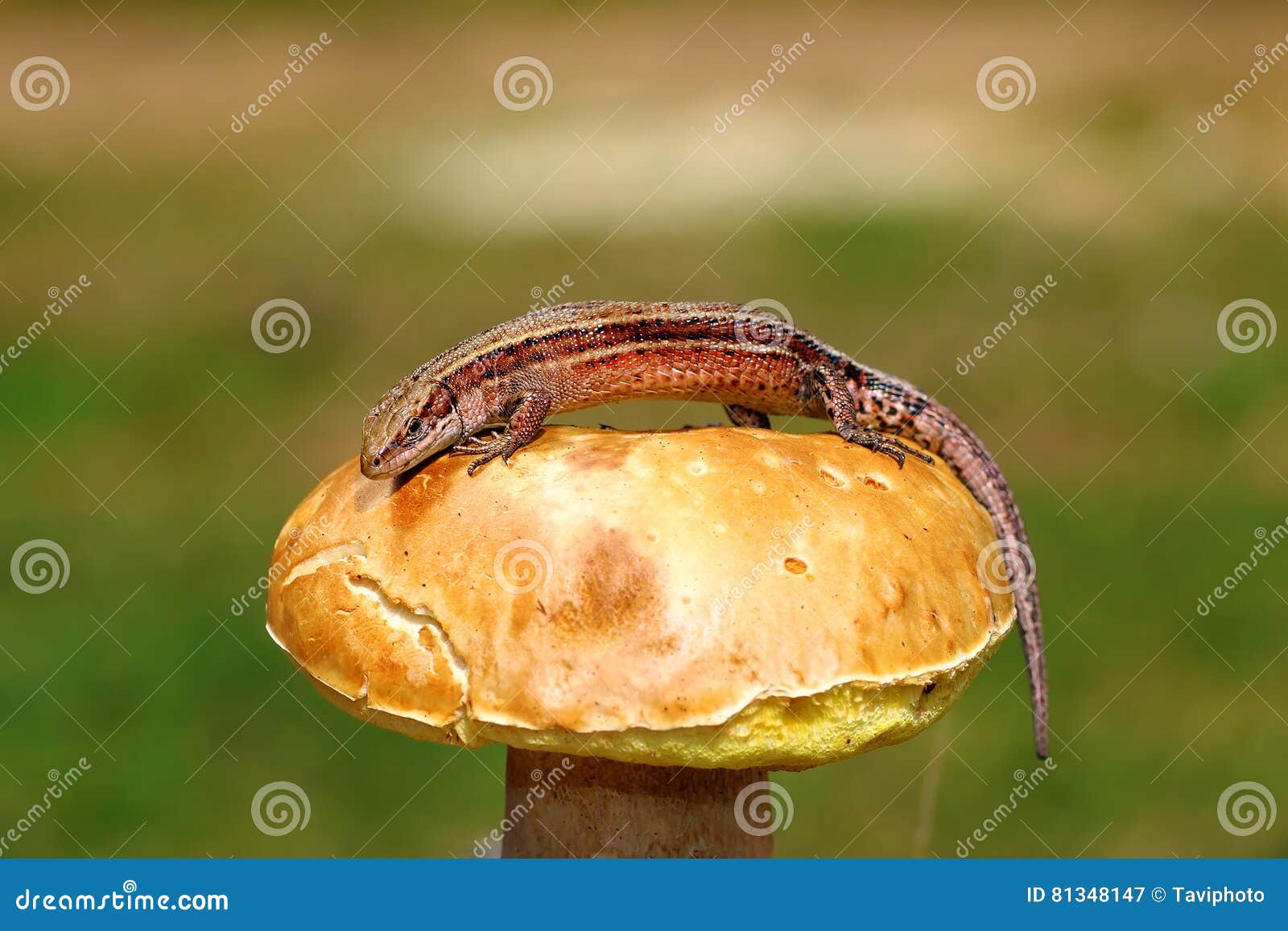 Wall Balkan Lizard on Mushroom Stock Image - Image of reptile, porcino ...