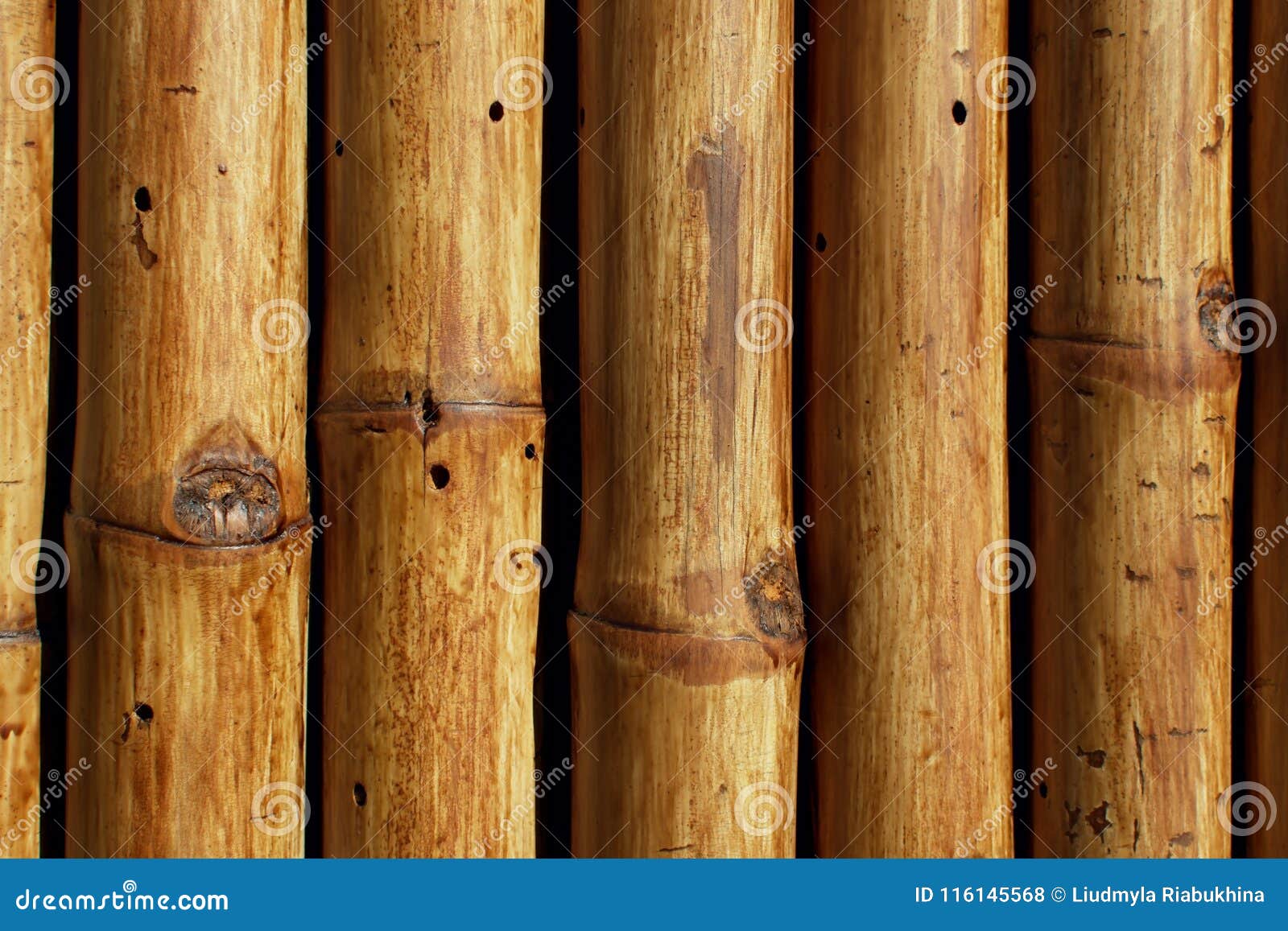 Texture of Bamboo Trees Close-up Stock Photo - Image of bambootrees ...