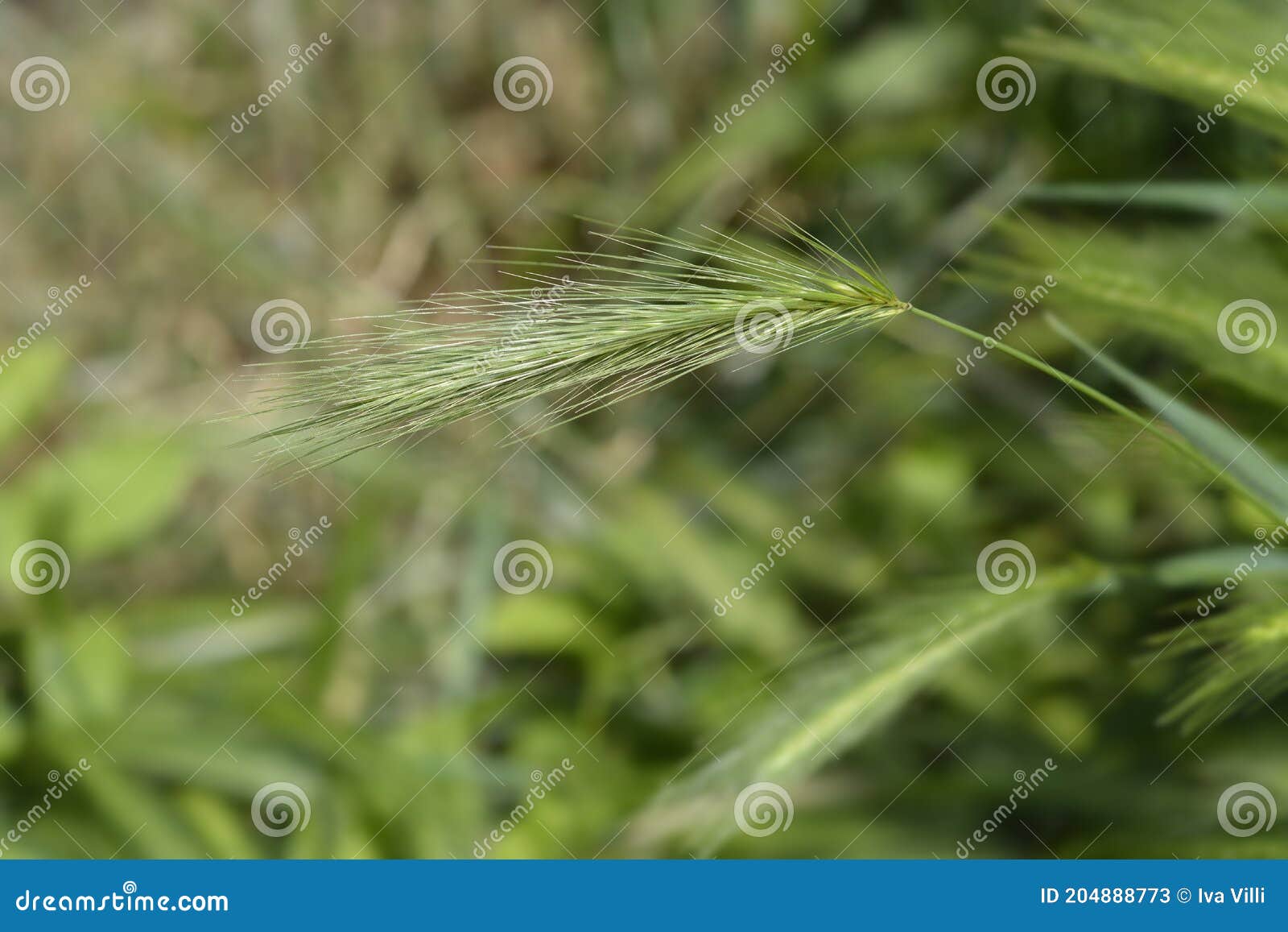 Wall Barley Or Hordeum Murinum Grows Grows Next To A Wheat Field ...