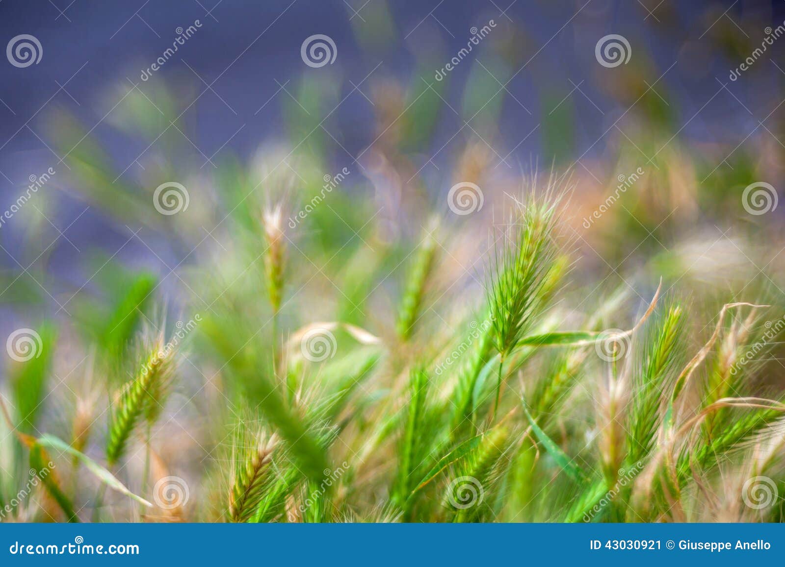 Wall Barley Or Hordeum Murinum Grows Grows Next To A Wheat Field ...