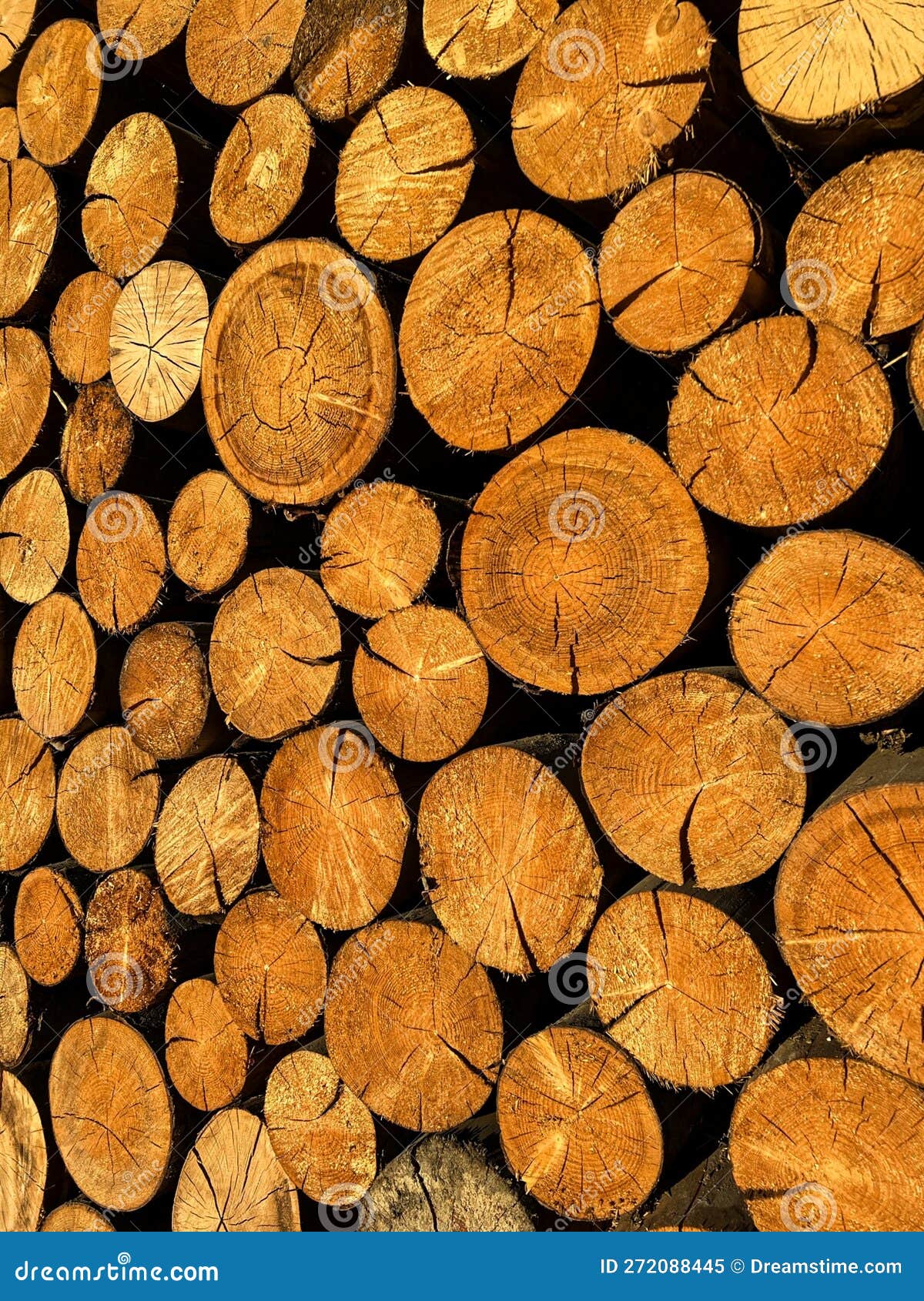 Wall of Beautiful Yellow Firewood Pine Background Stock Image - Image ...