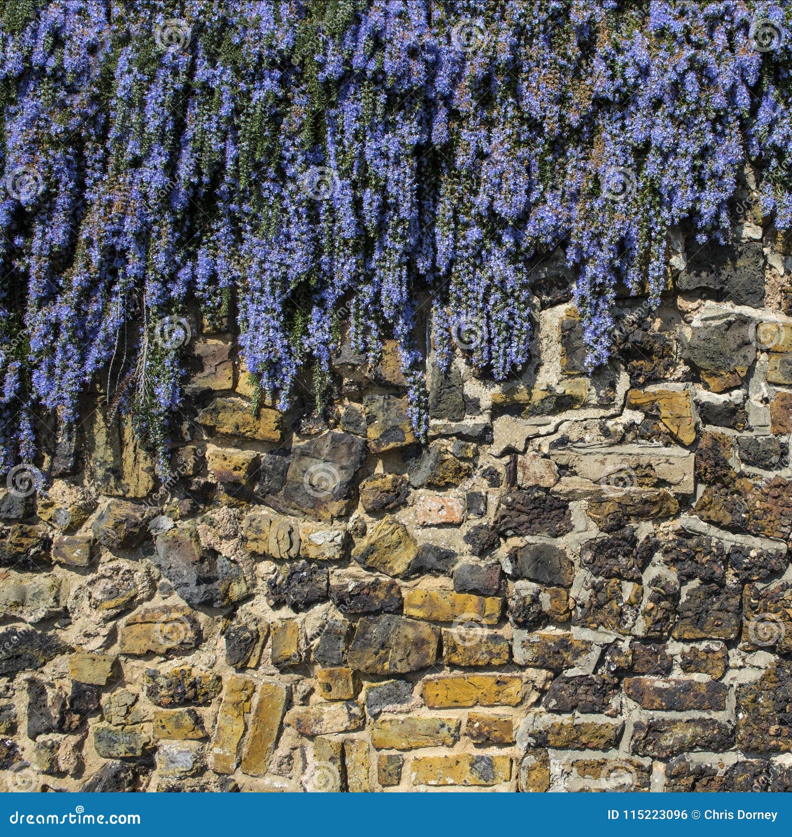 Buddleia Flower Covered Wall Stock Photo - Image of plant, butterfly ...