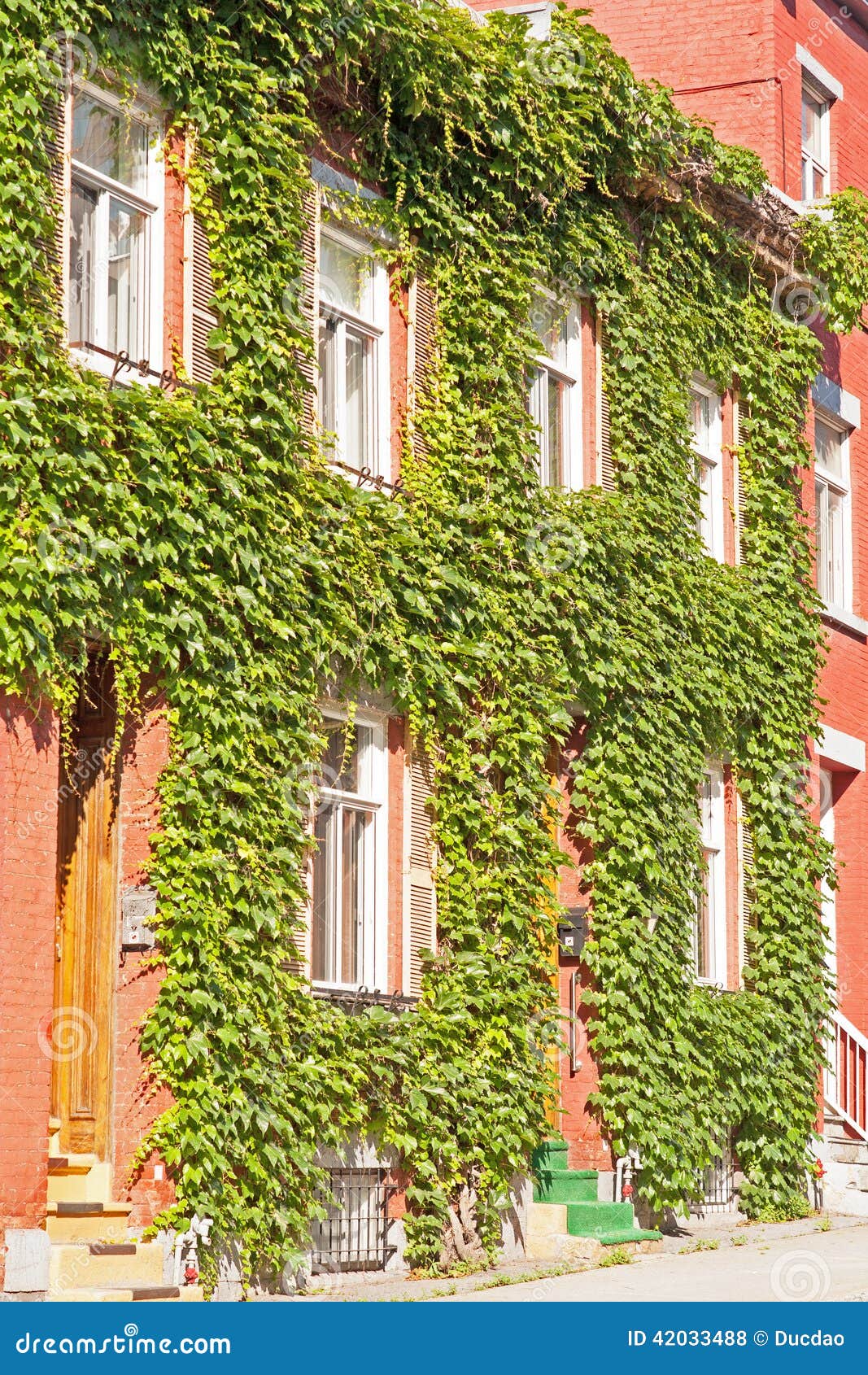 Wall Brick Wall Covered with Green Leaves Stock Photo - Image of ...