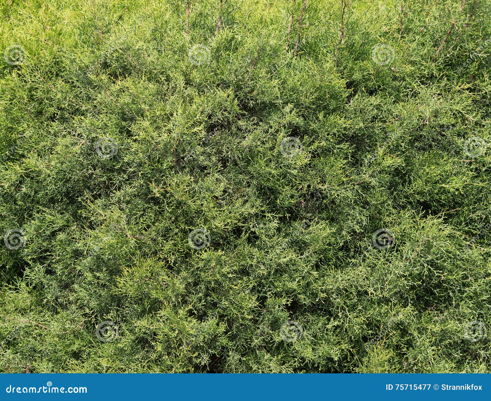Wall of Bright Green Bushes Stock Image - Image of environment, carpet ...