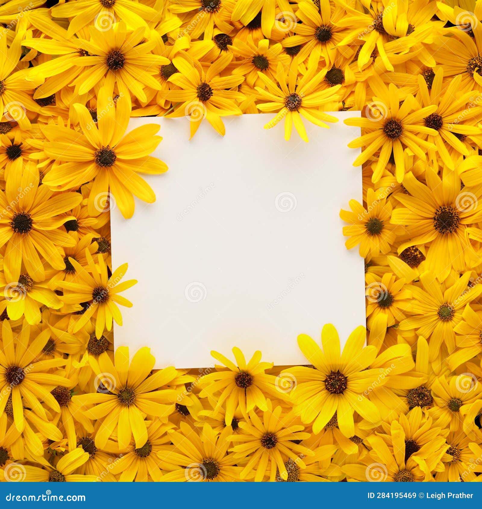 Wall of Bright Yellow Flowers with Square Blank White Card for Copy ...