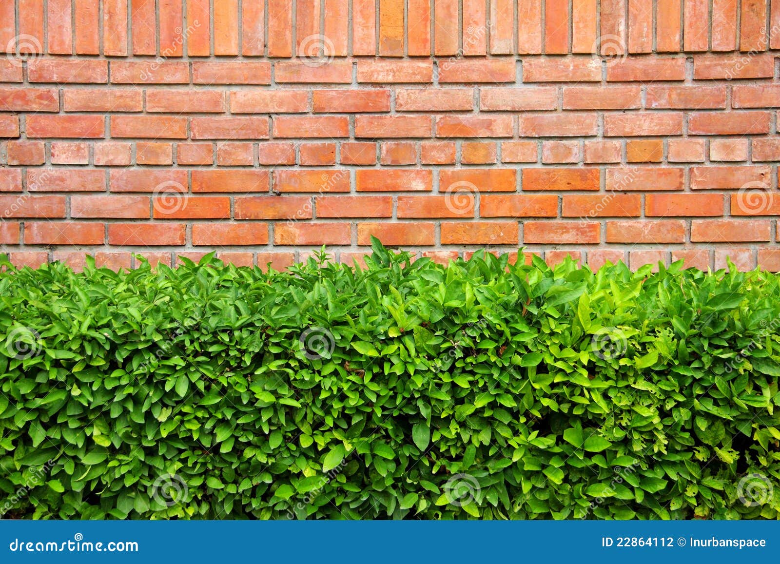 Wall and bush stock photo. Image of green, plant, background - 22864112