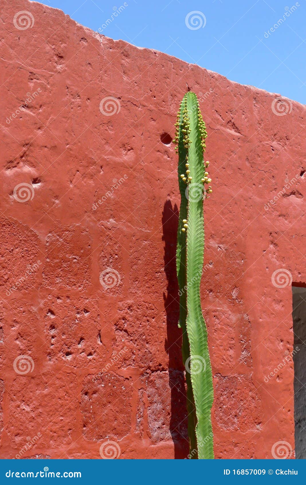 Wall and Cactus stock image. Image of curve, blue, cactus - 16857009
