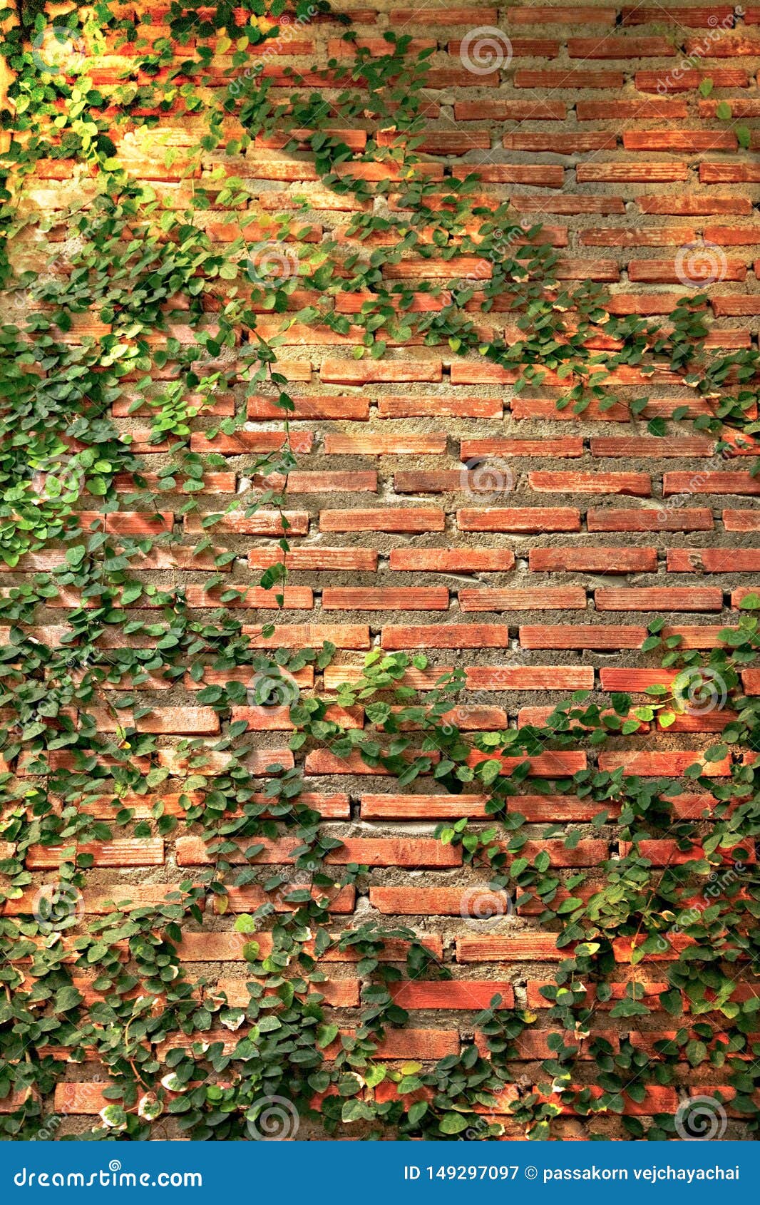 Wall climbers stock image. Image of nature, backdrop - 149297097