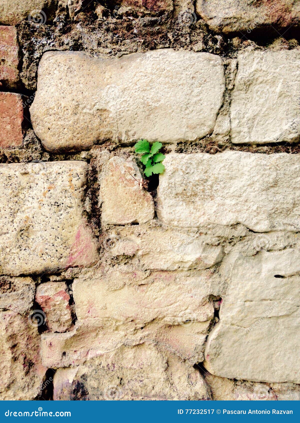 Wall with clover stock image. Image of nature, wall, clover - 77232517
