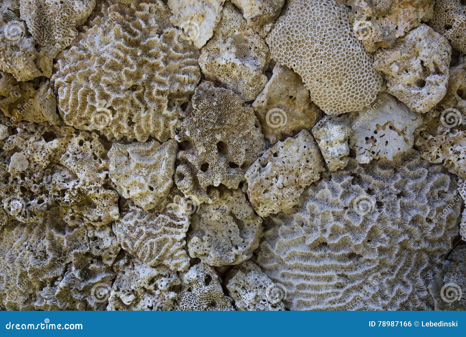 Wall Composed of Different Corals Stock Photo - Image of stone ...
