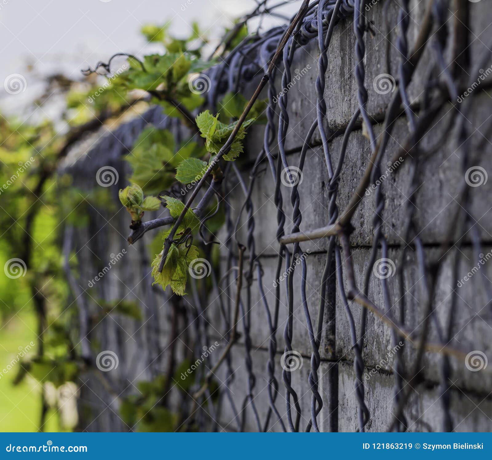 Wall with Concrete Elements Overgrown with Vines Stock Image - Image of ...
