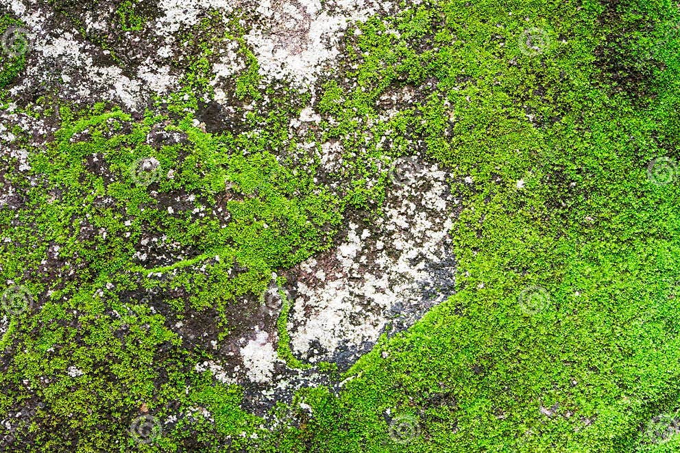 Wall concrete with moss stock photo. Image of rough, nature - 78785910