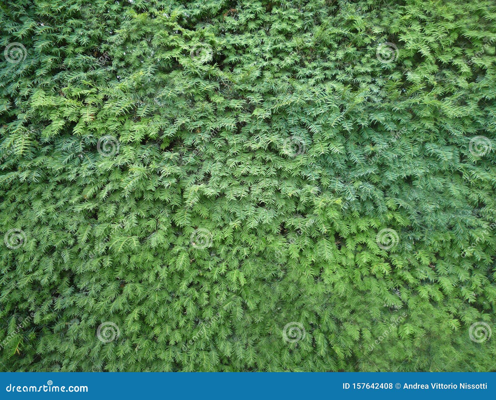 A Wall Covered by an Bush in a Garden Stock Photo - Image of hedge ...